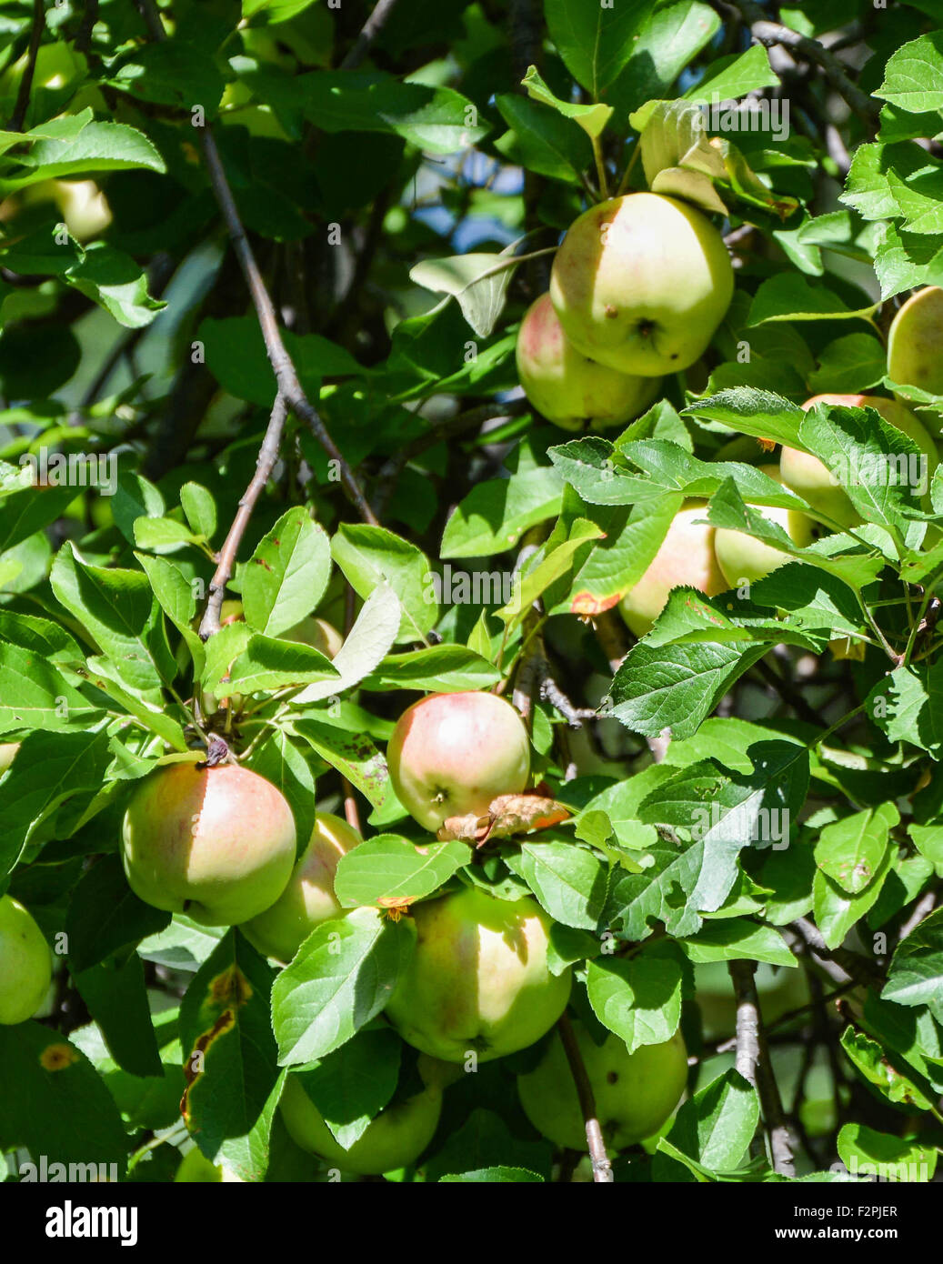 Apples hanging on tree Stock Photo - Alamy