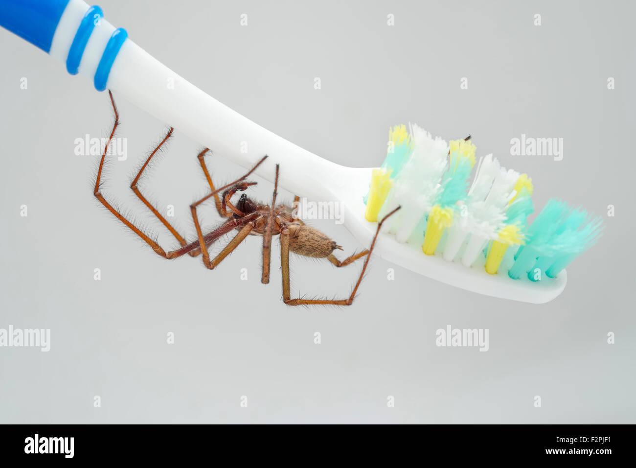 House Spider Tegenaria gigantea on Toothbrush Stock Photo - Alamy