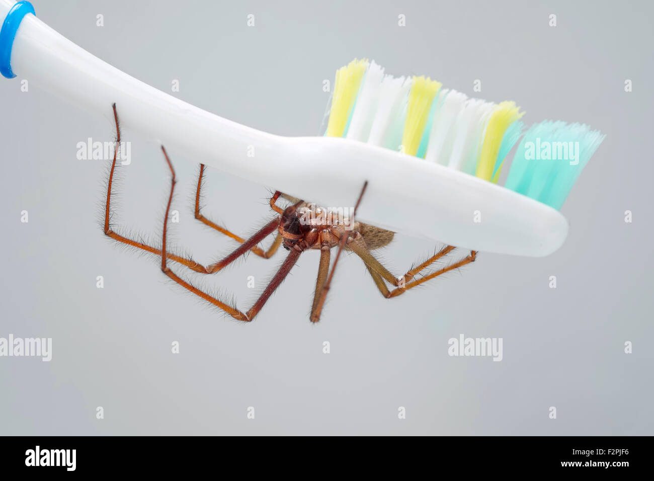 House Spider Tegenaria gigantea on Toothbrush Stock Photo - Alamy