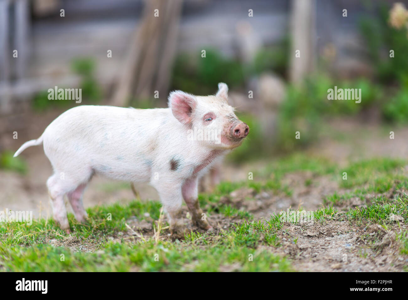 Pig grass hi-res stock photography and images - Alamy