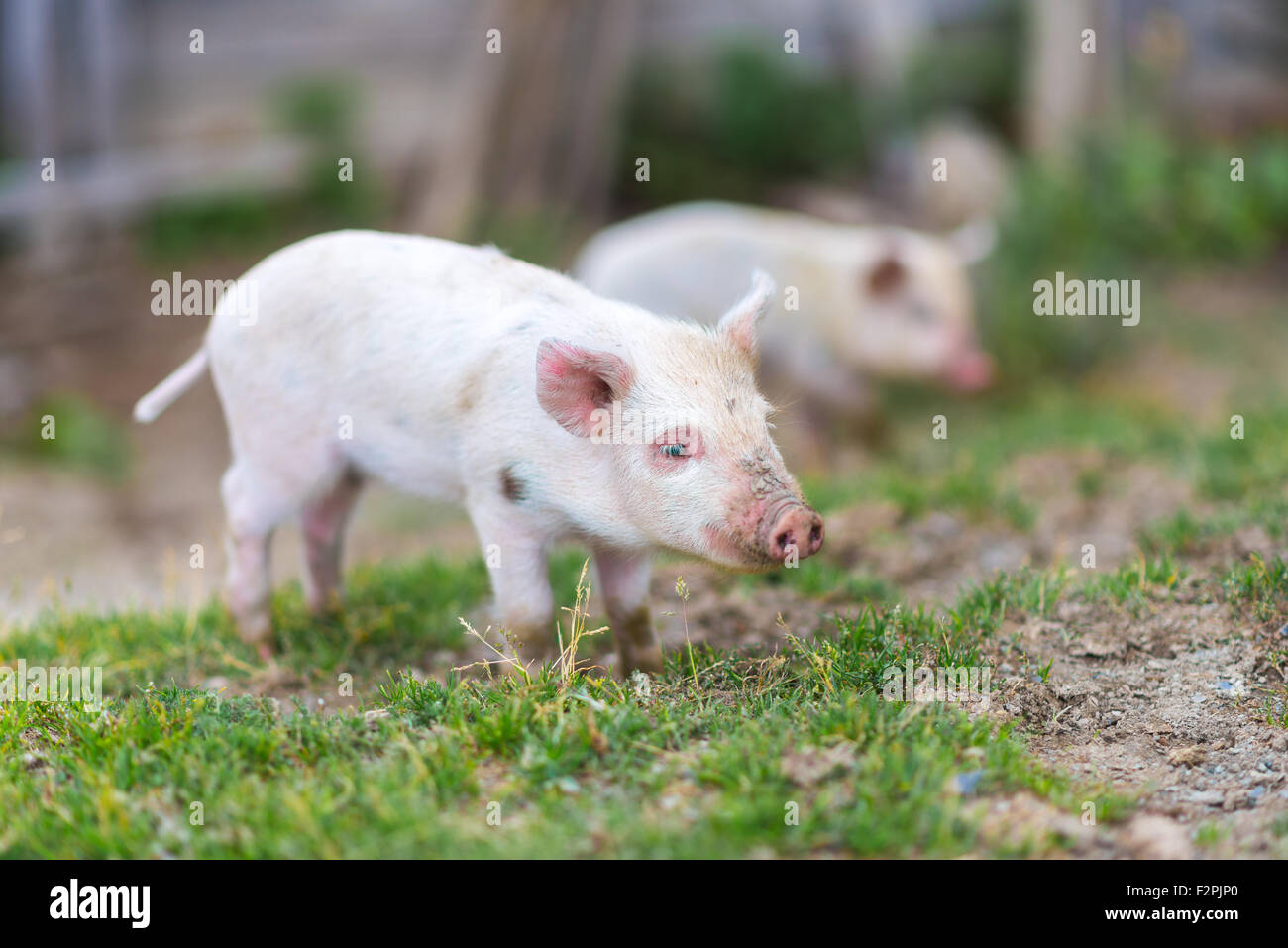 Piglets on spring green grass on a farm Stock Photo - Alamy