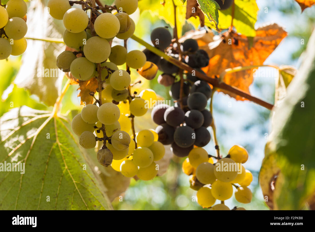 Ripe dark blue and yellow grapes growing on vine with the bright ...