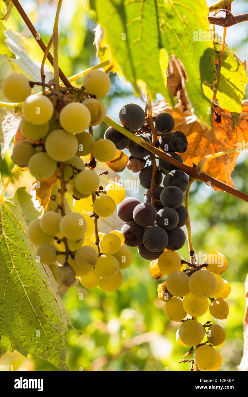 Ripe dark blue and yellow grapes growing on vine with the bright ...