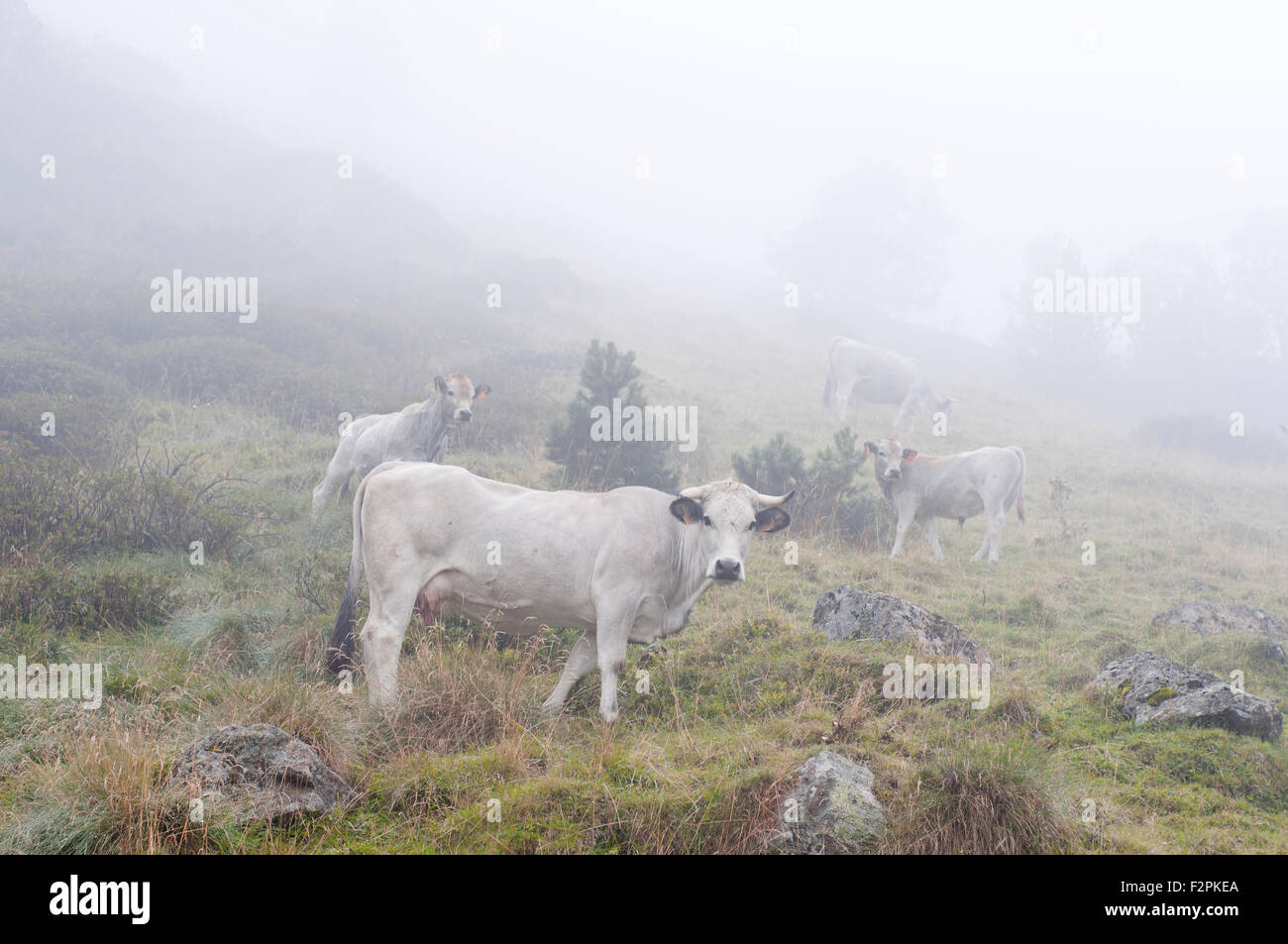 Portrait of Gascon cows near Laparan lake in a foggy day. French ...