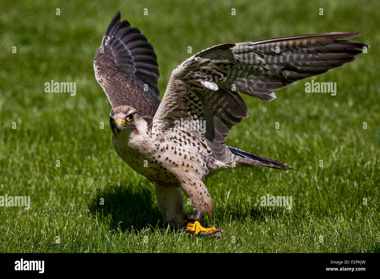 Falcon wings hi-res stock photography and images - Alamy