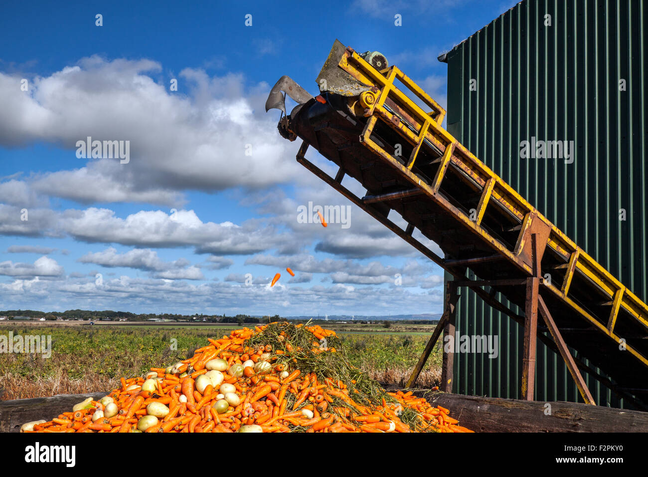 Rejected food waste. Carrots being ejected, from a packing shed by ...