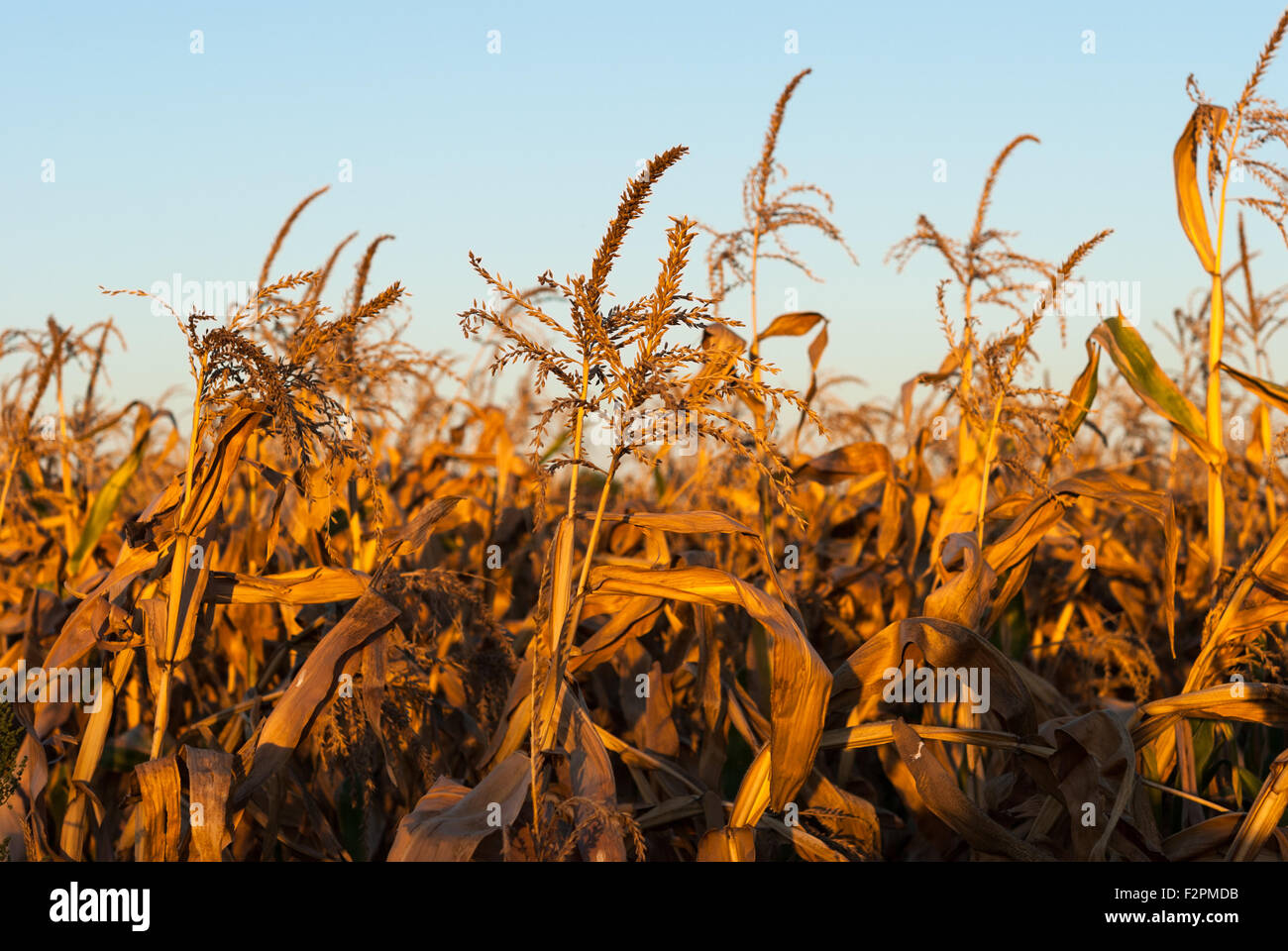 Fall Corn Field Background