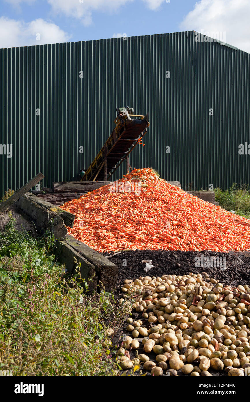 Burscough, Lancashire, UK. 22nd Sep, 2015. Vegetable farmer processing ...