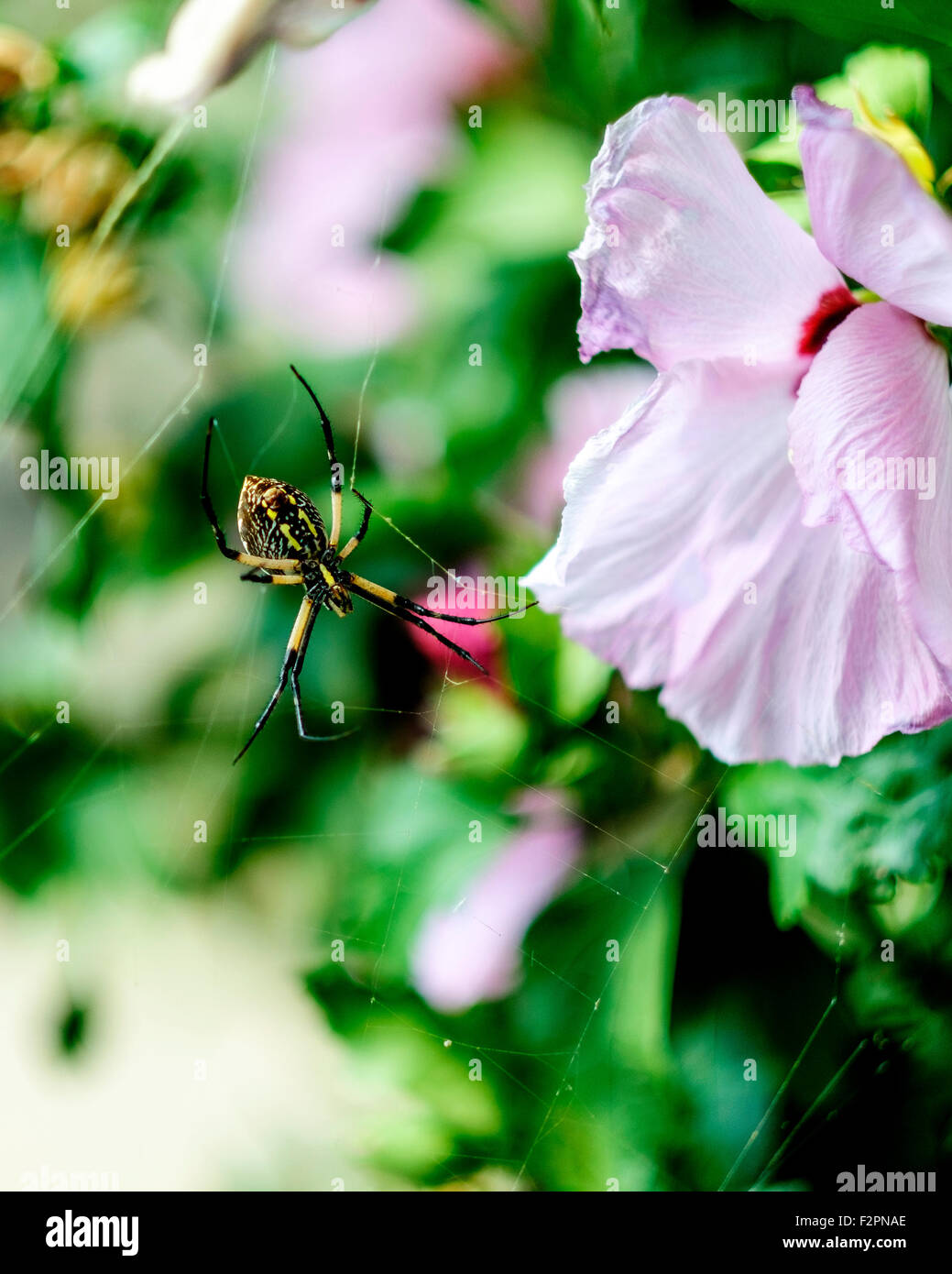 Spider spinneret hi-res stock photography and images - Alamy