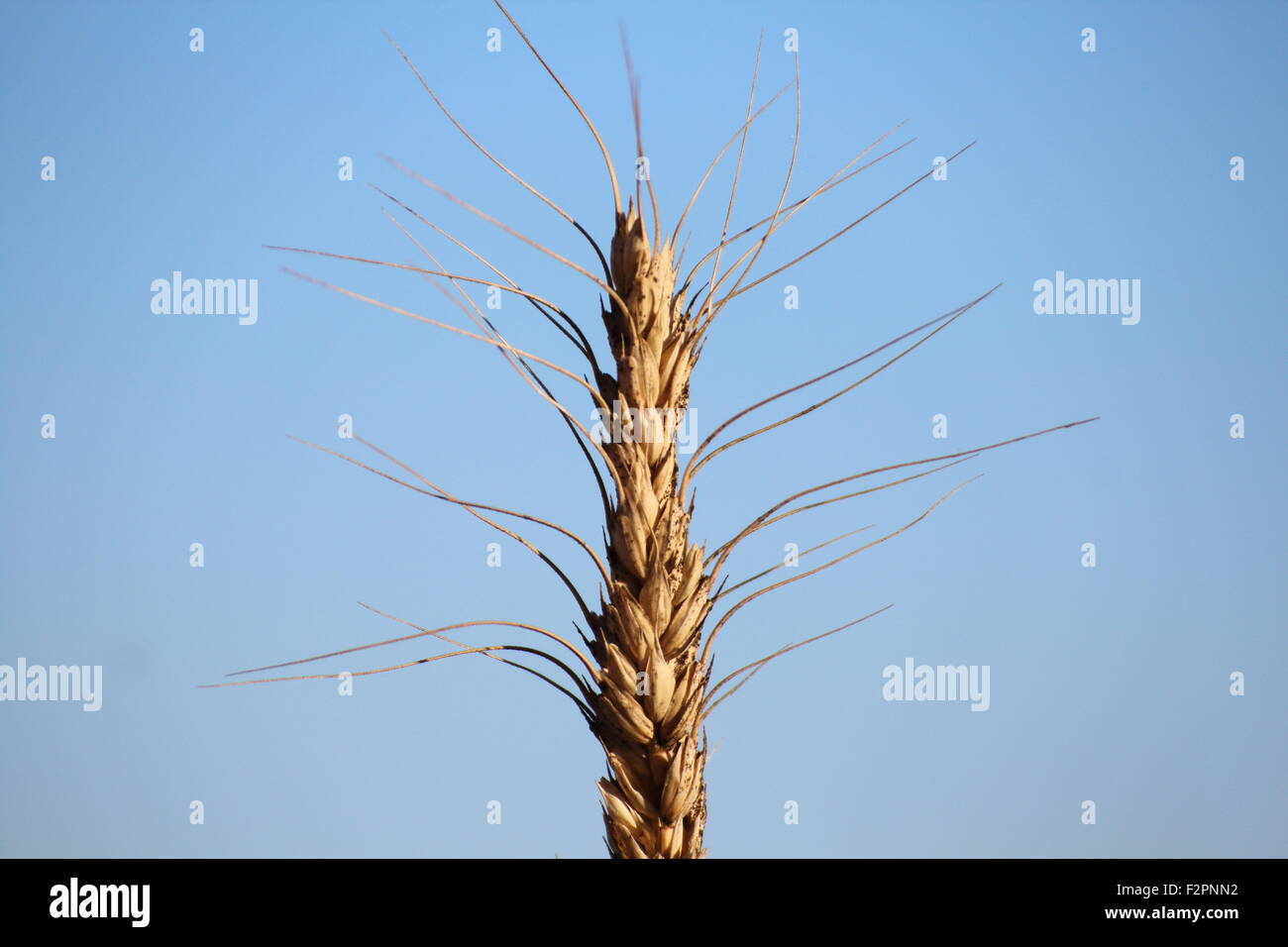 ear of corn that extends to the sky Stock Photo - Alamy