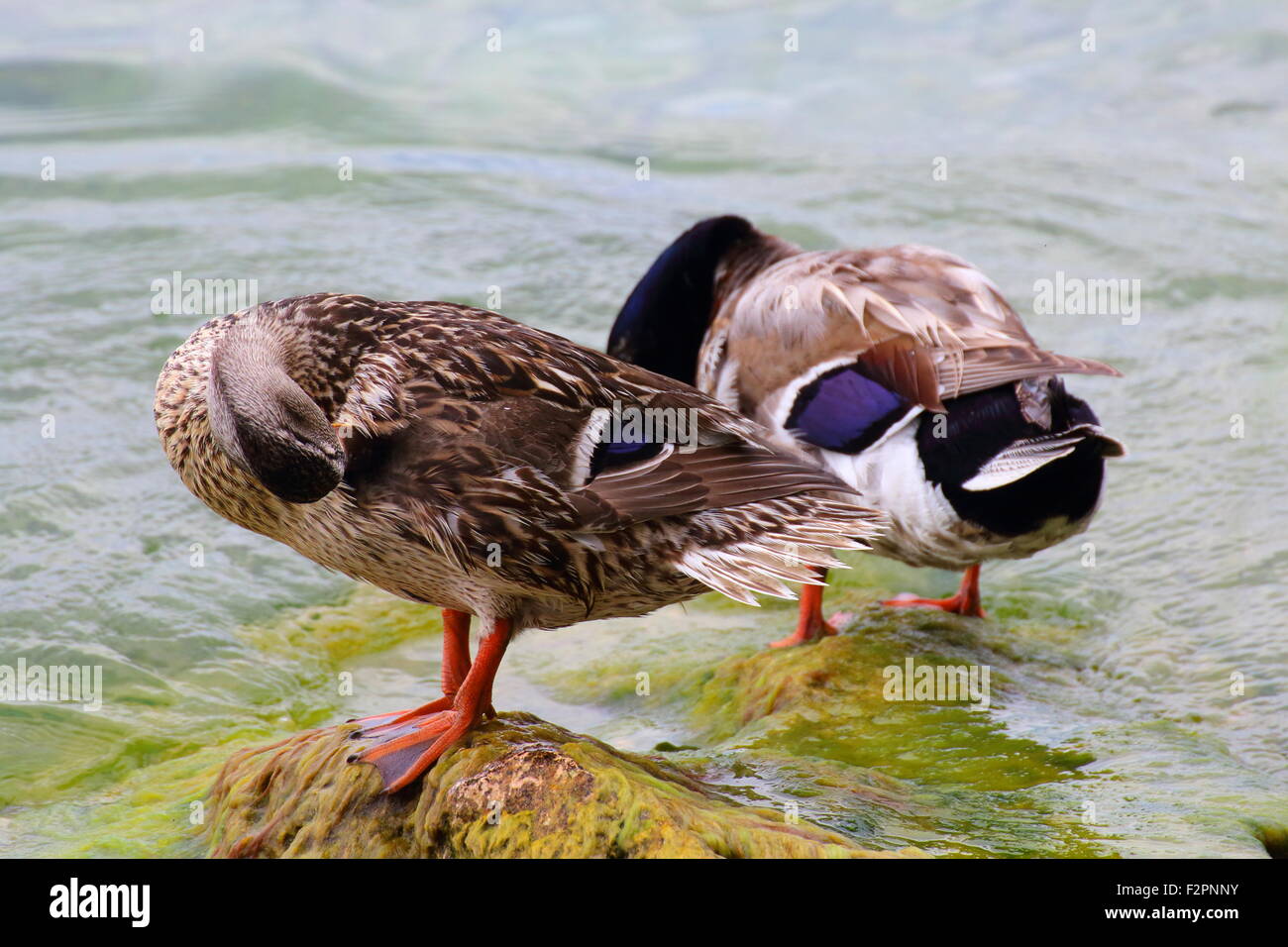 Funny mallards hi-res stock photography and images - Alamy
