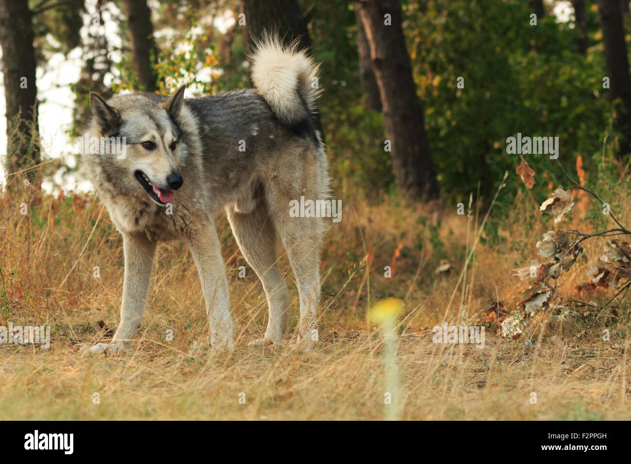 Grey dog in wood Stock Photo - Alamy