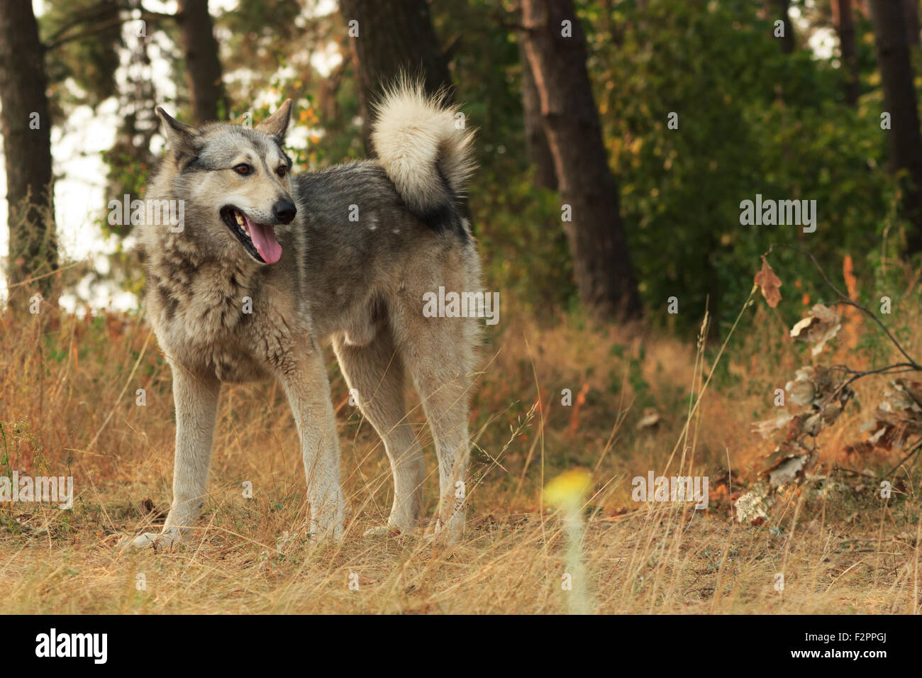 Grey dog in wood Stock Photo - Alamy