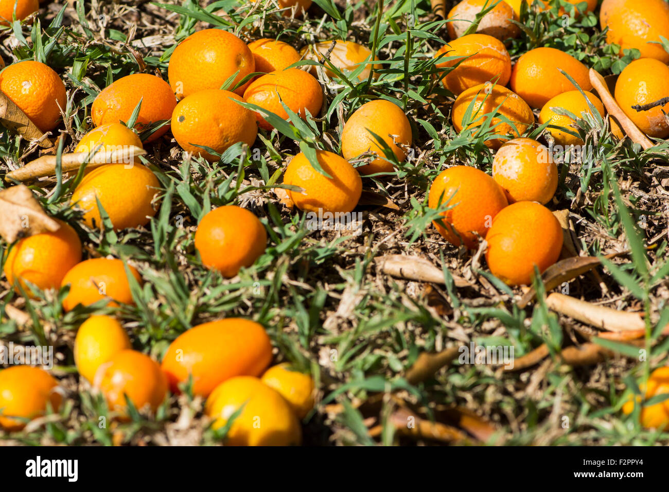 Fruits fallen on ground hi-res stock photography and images - Alamy