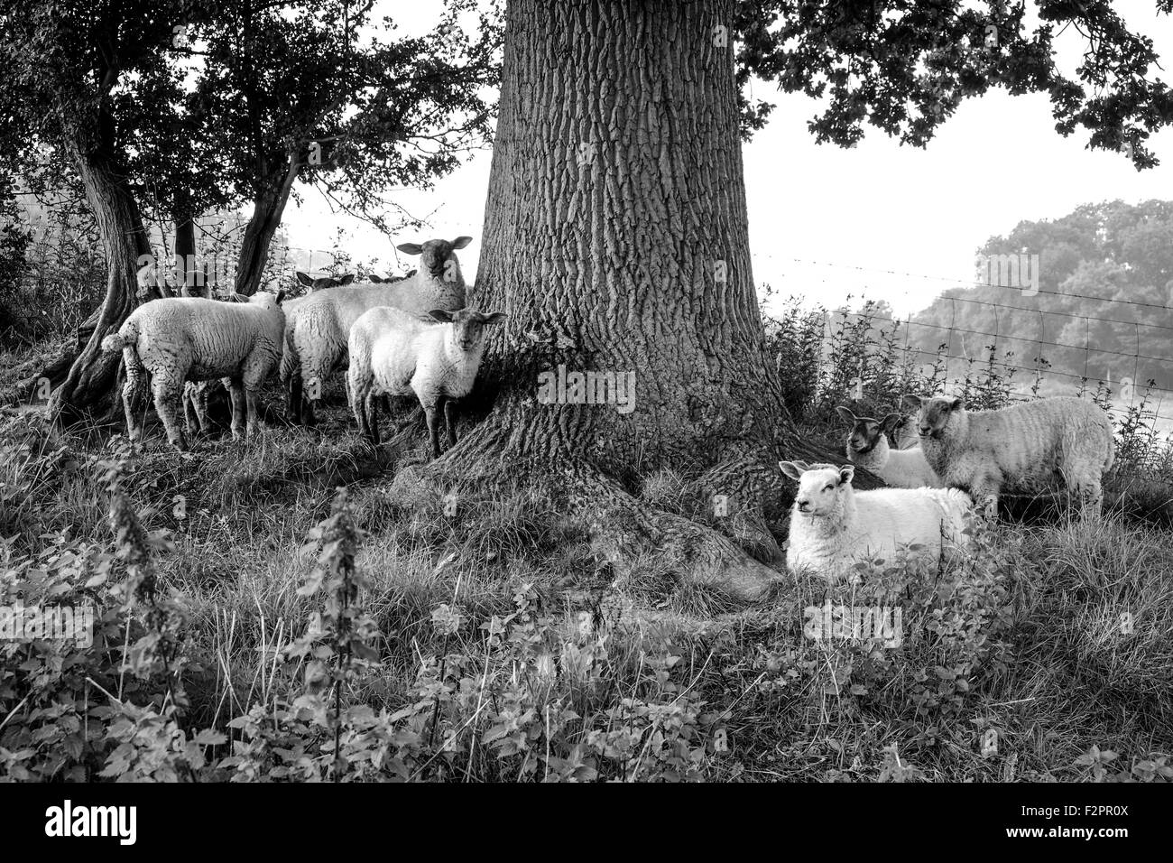 Sheep under an oak tree Stock Photo - Alamy