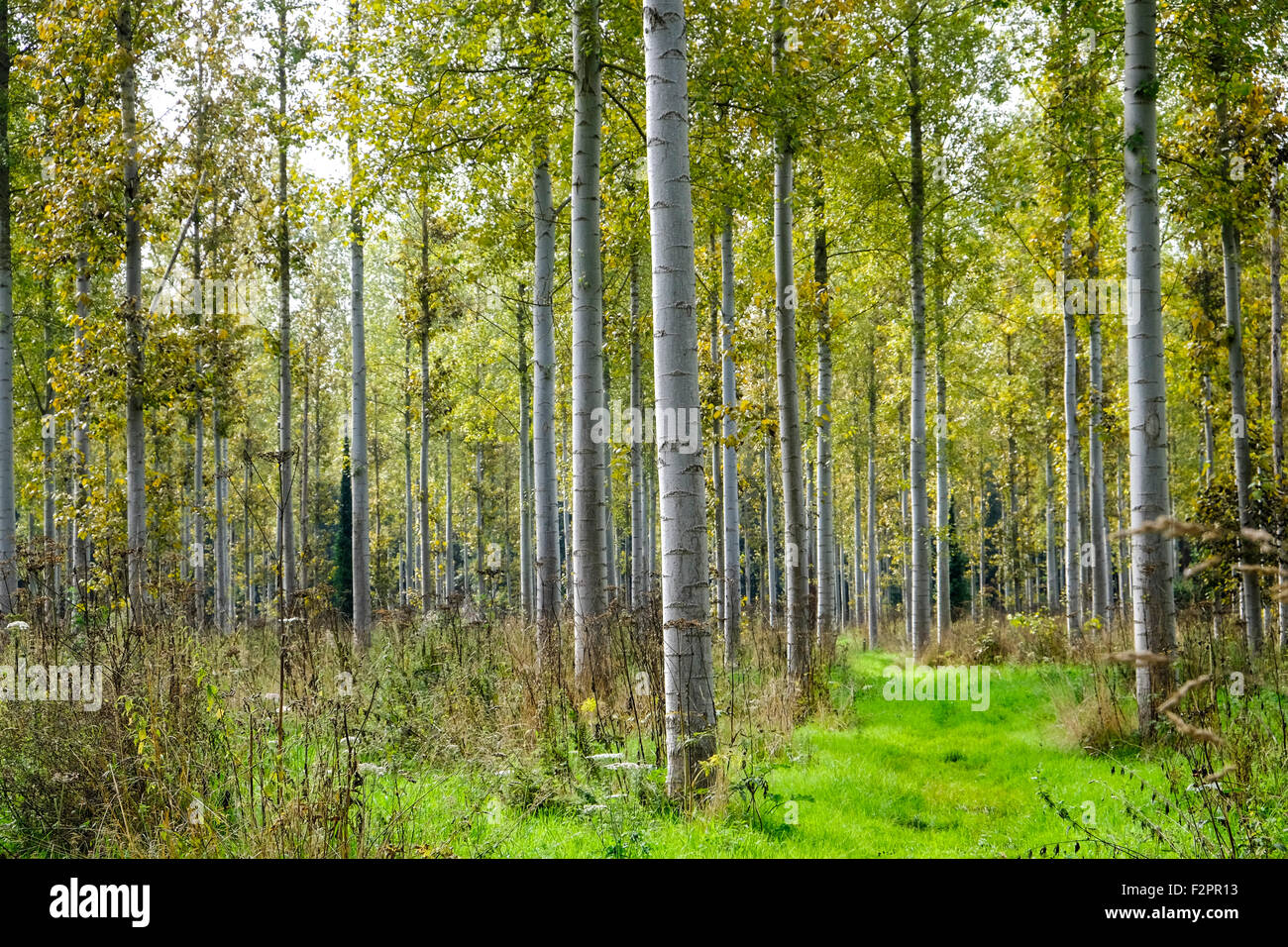 Tall upright trees hi-res stock photography and images - Alamy