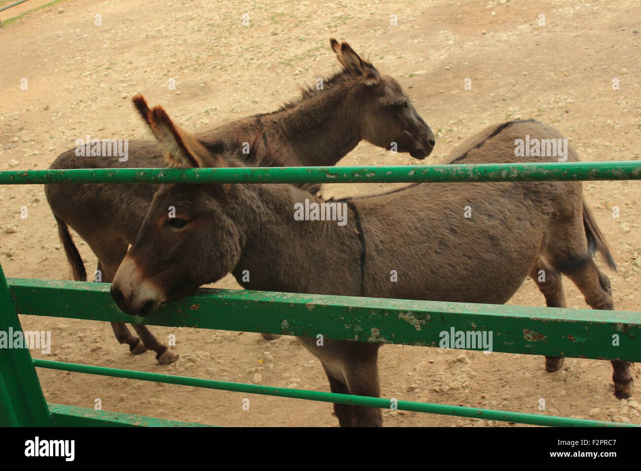 Donkey colt hi-res stock photography and images - Alamy