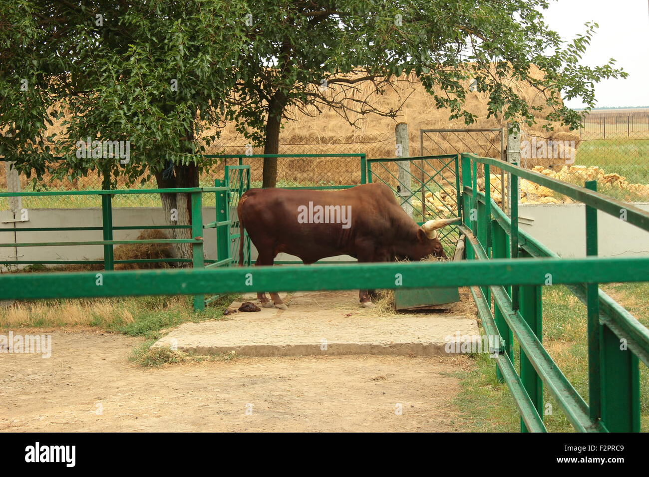 outdoor big bull eating from a trough Stock Photo - Alamy