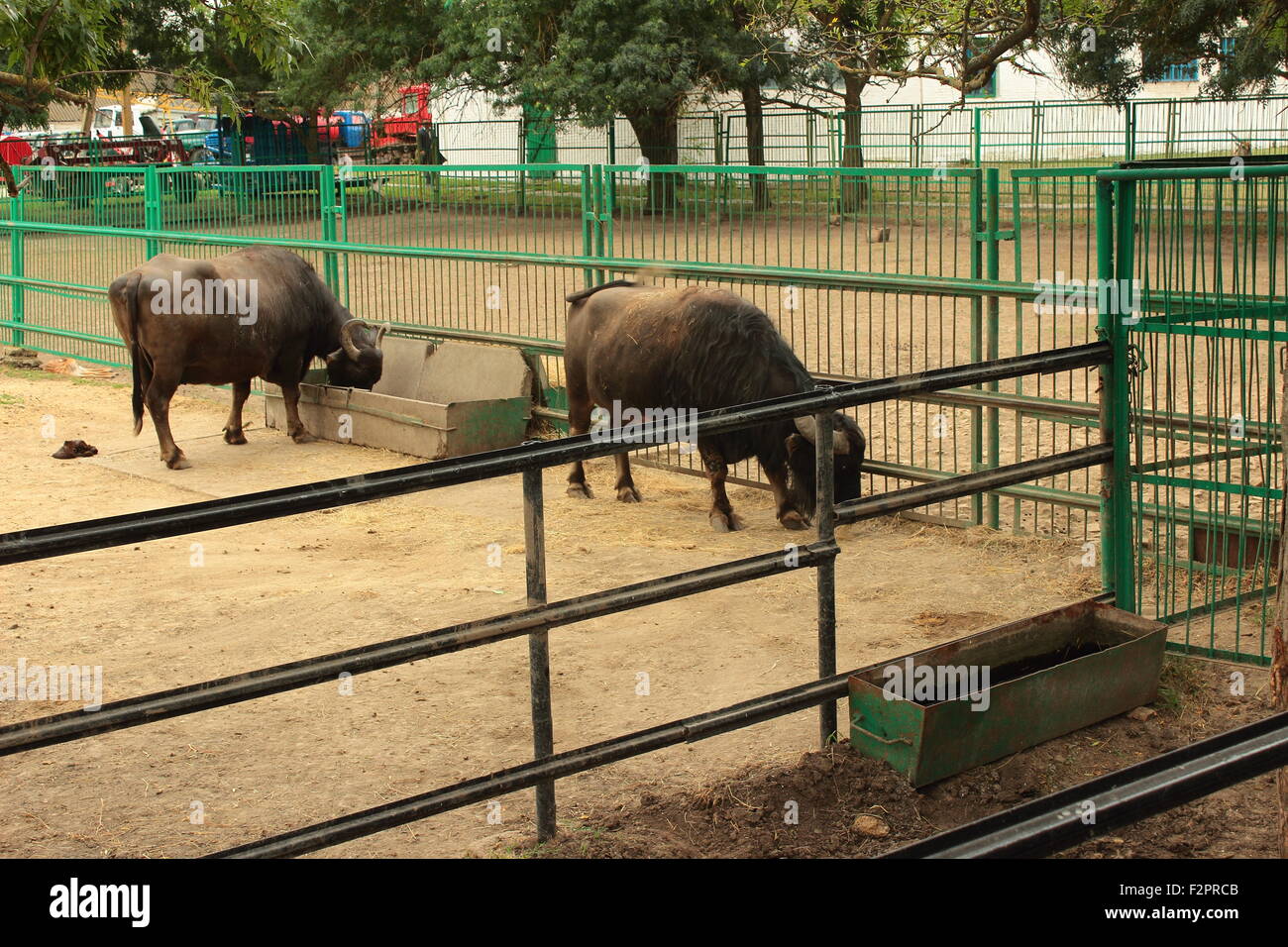 Outdoor oxen on the ground eating Stock Photo - Alamy