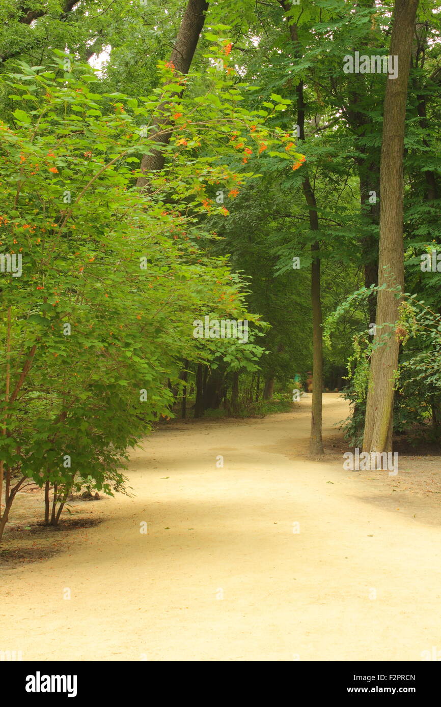 Trail in the park around the tree Stock Photo - Alamy