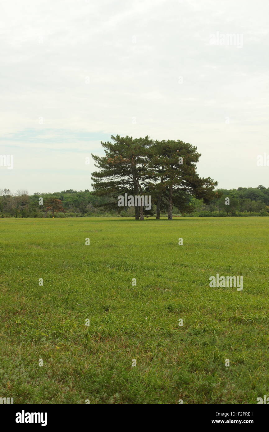 Stunning meadow hi-res stock photography and images - Alamy