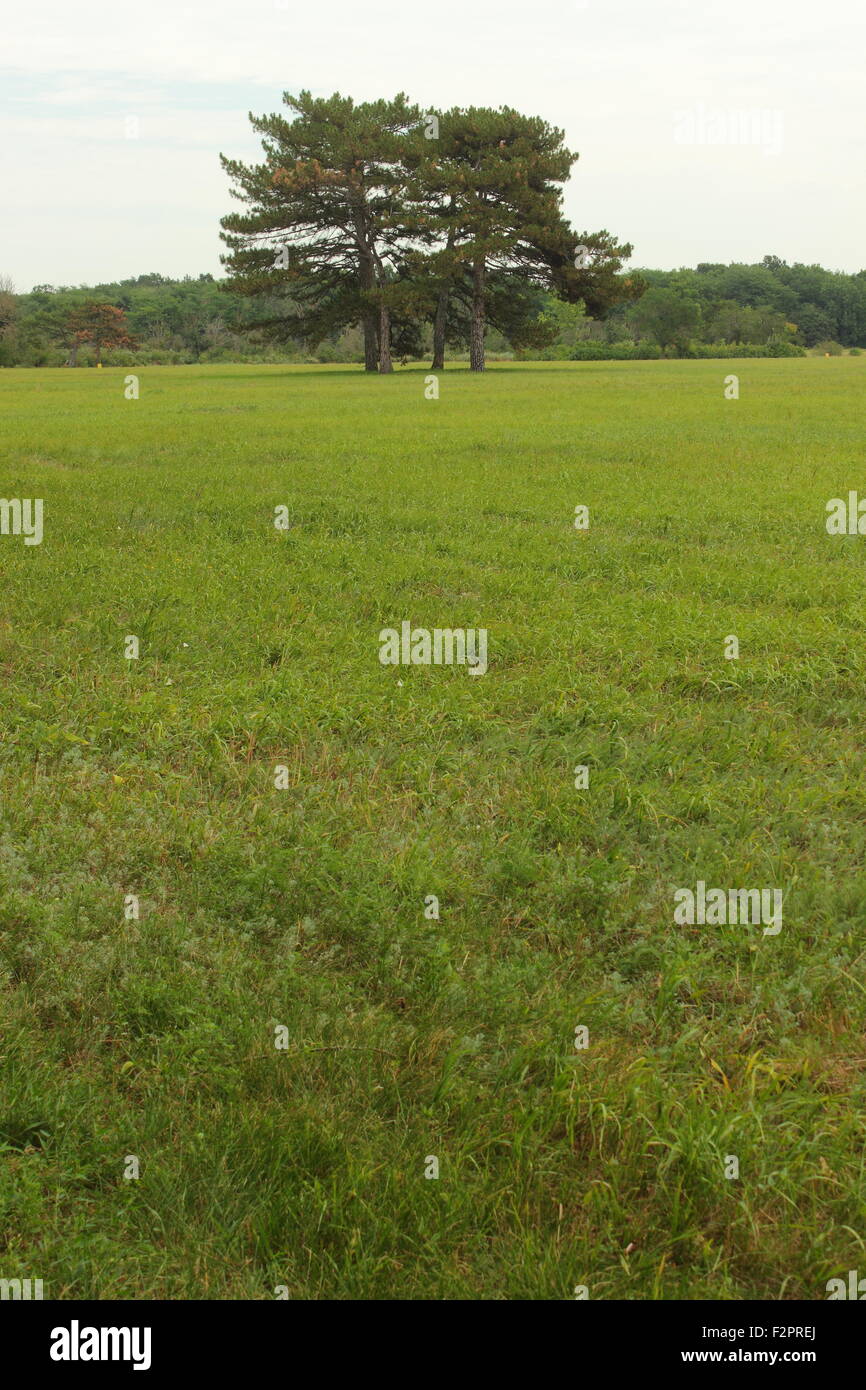 stunning summer green meadow with trees Stock Photo - Alamy