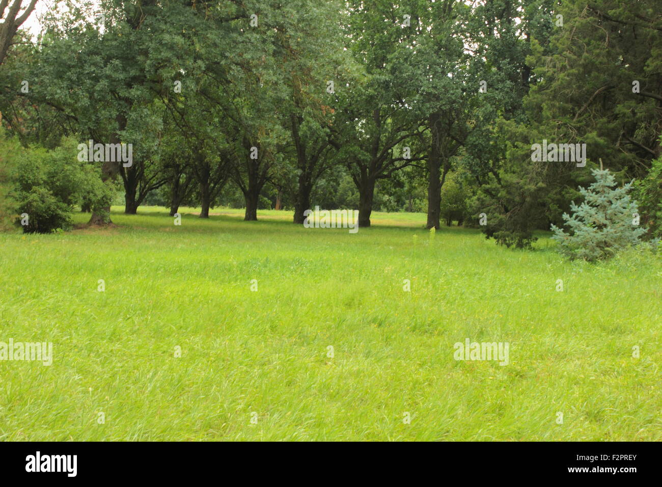 view of the beautiful meadow with trees Stock Photo - Alamy