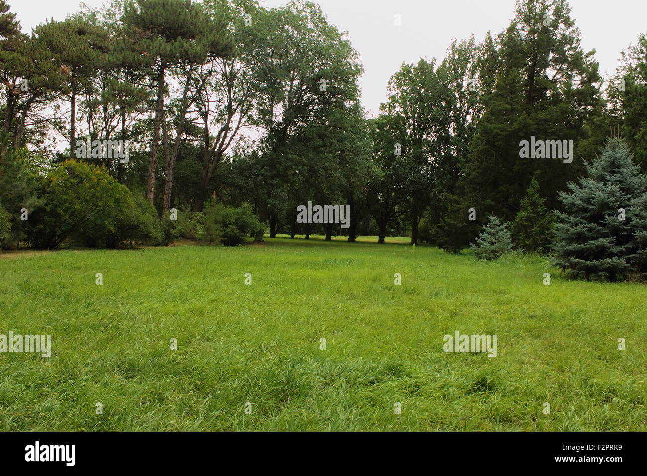 a beautiful green meadow and trees Stock Photo - Alamy