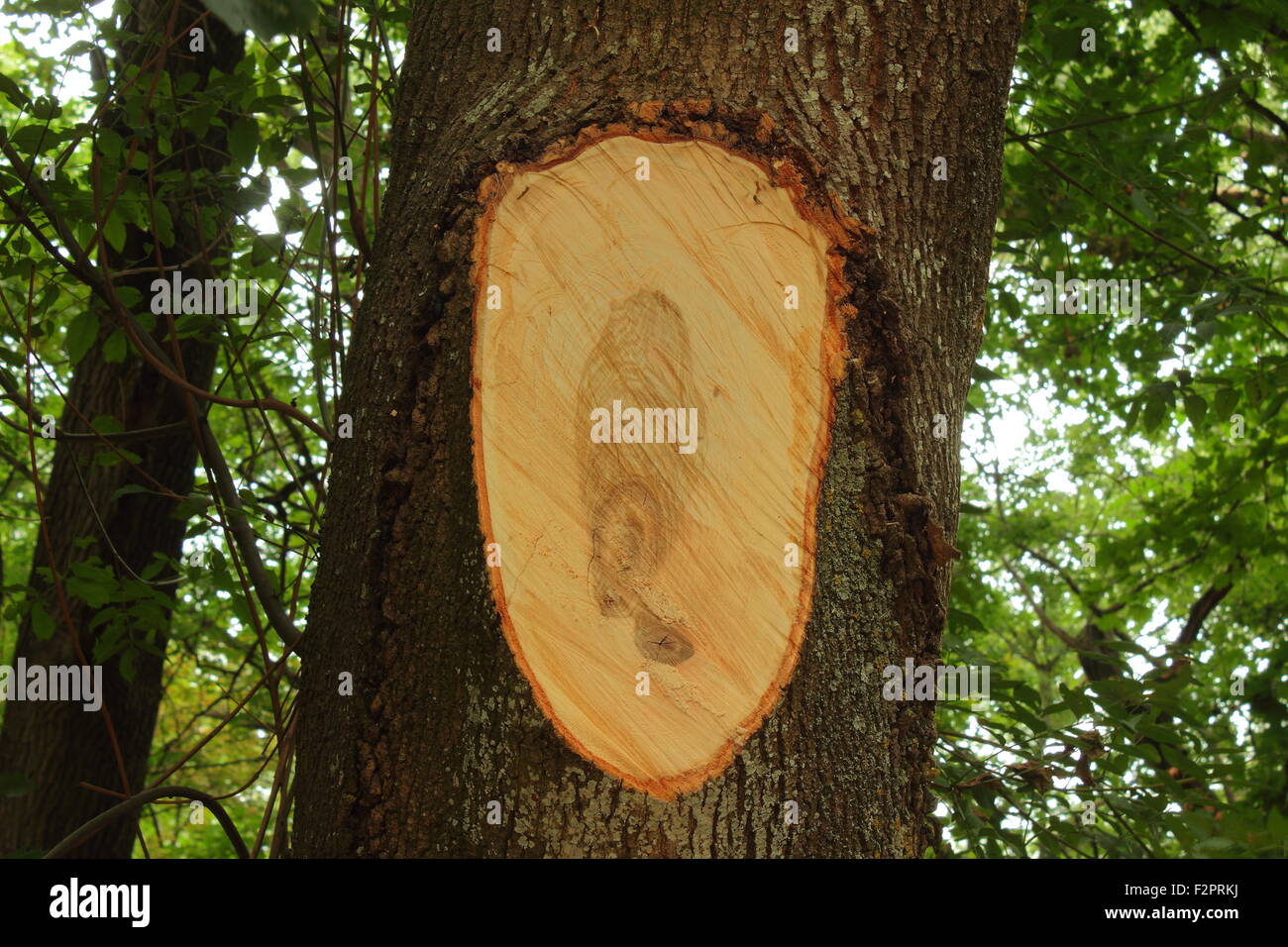 Tree ring texture hi-res stock photography and images - Alamy