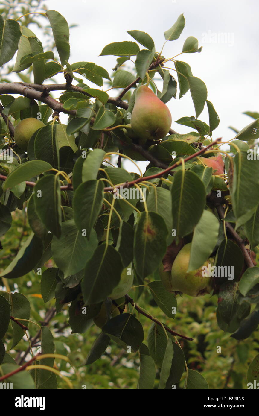 Pear tree garden hi-res stock photography and images - Alamy