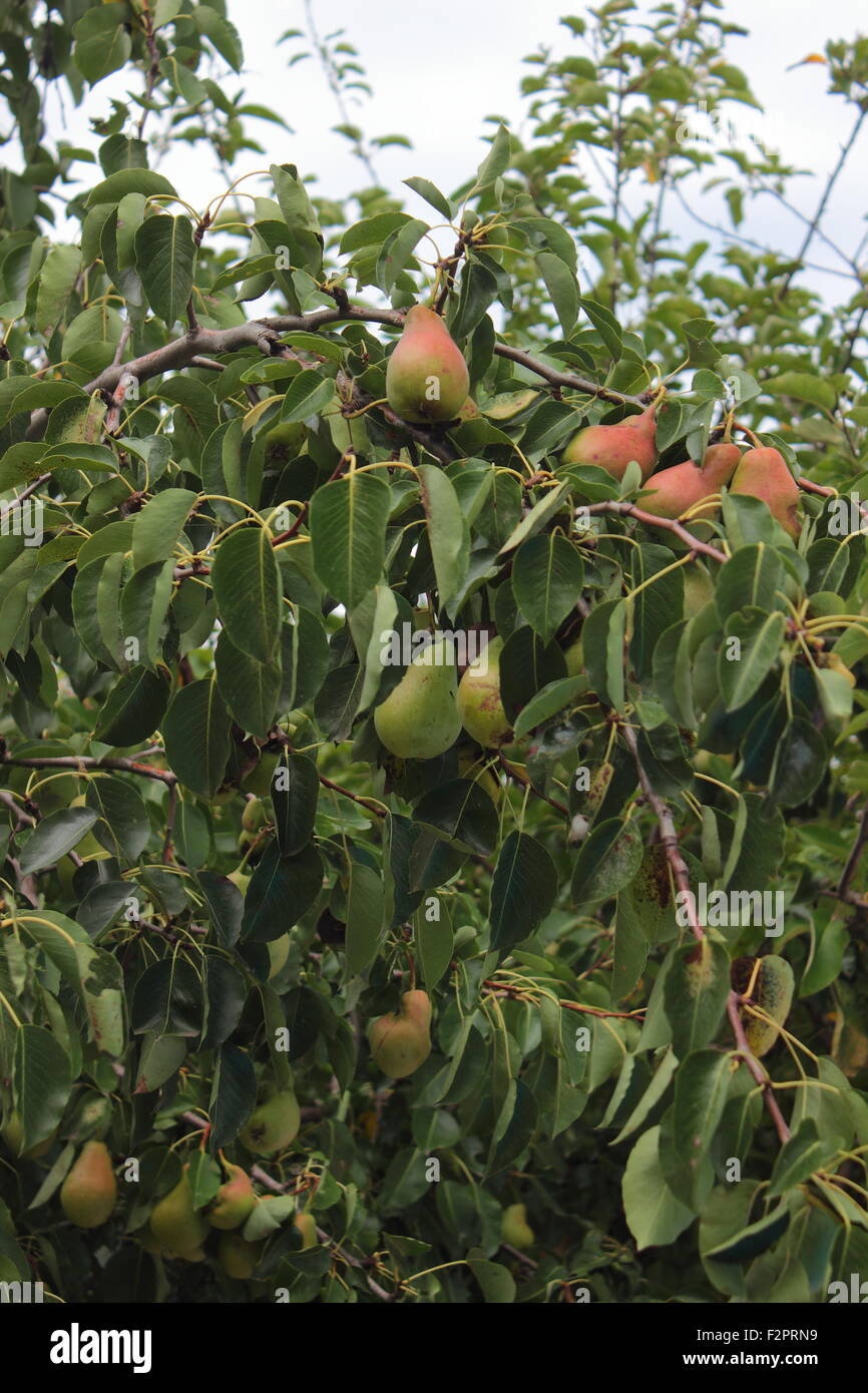 on a tree grow pears Stock Photo - Alamy
