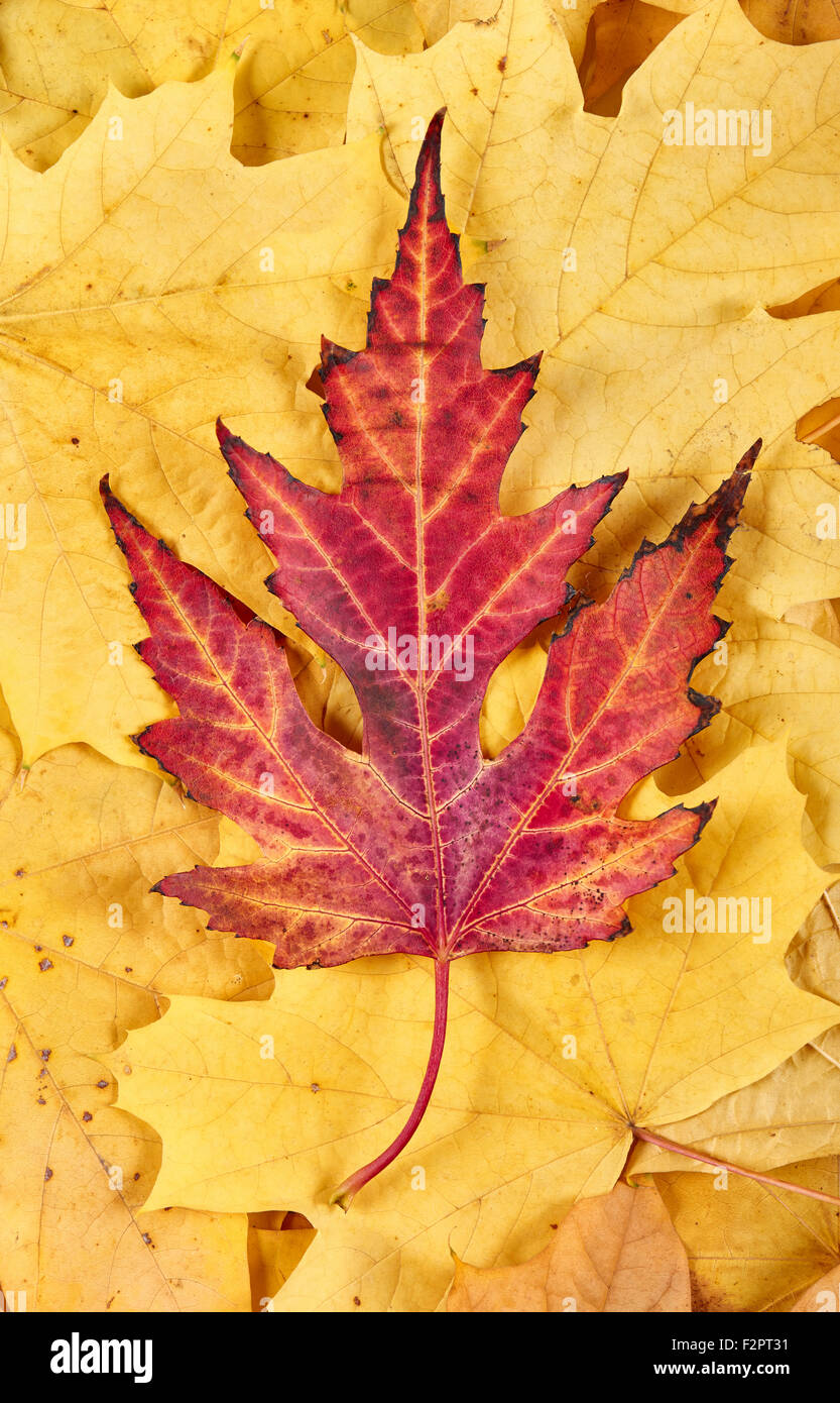 red and yellow autumn leaves as background Stock Photo - Alamy