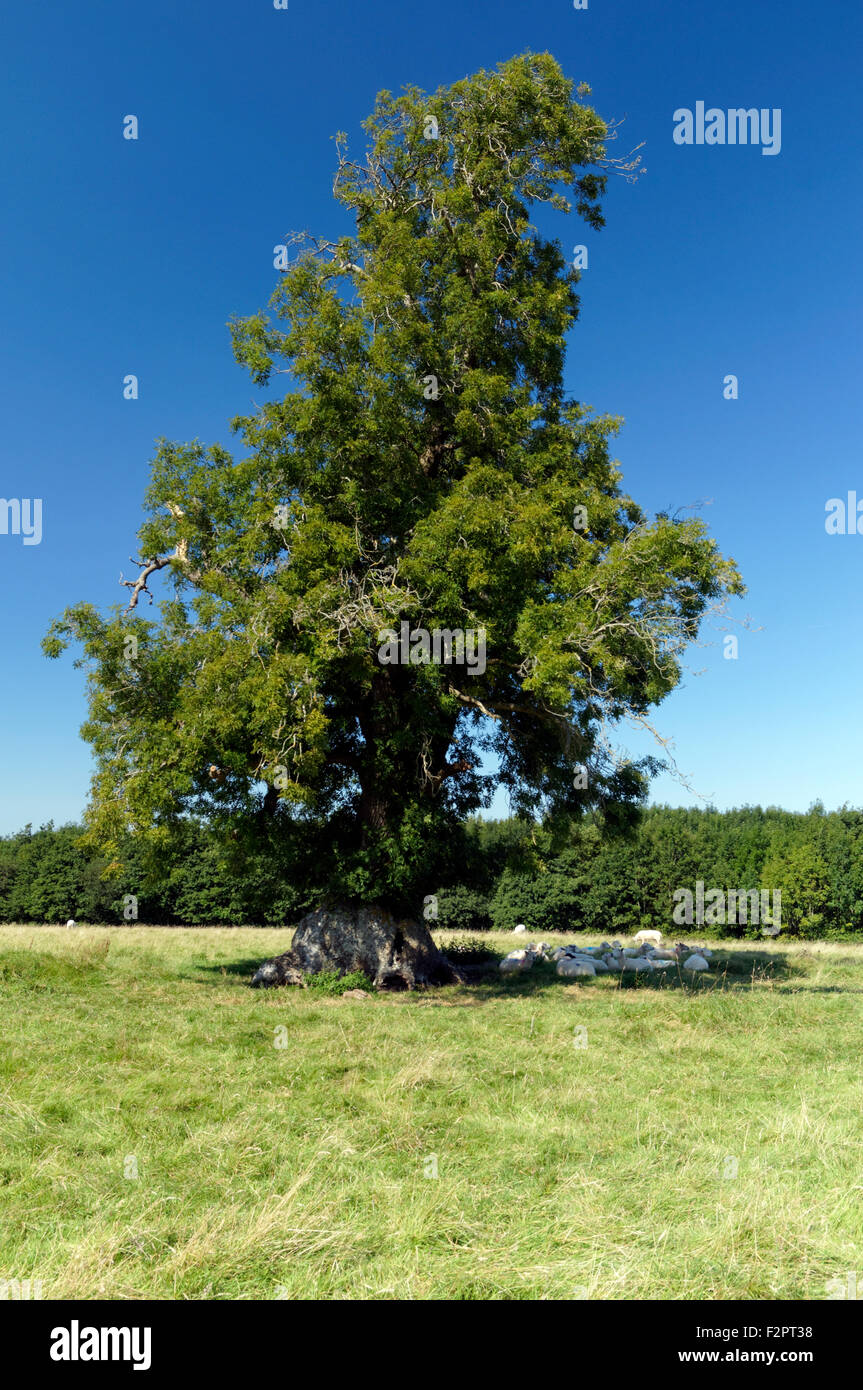Country countryside rural peaceful quiet tall old quercus robur hi-res ...