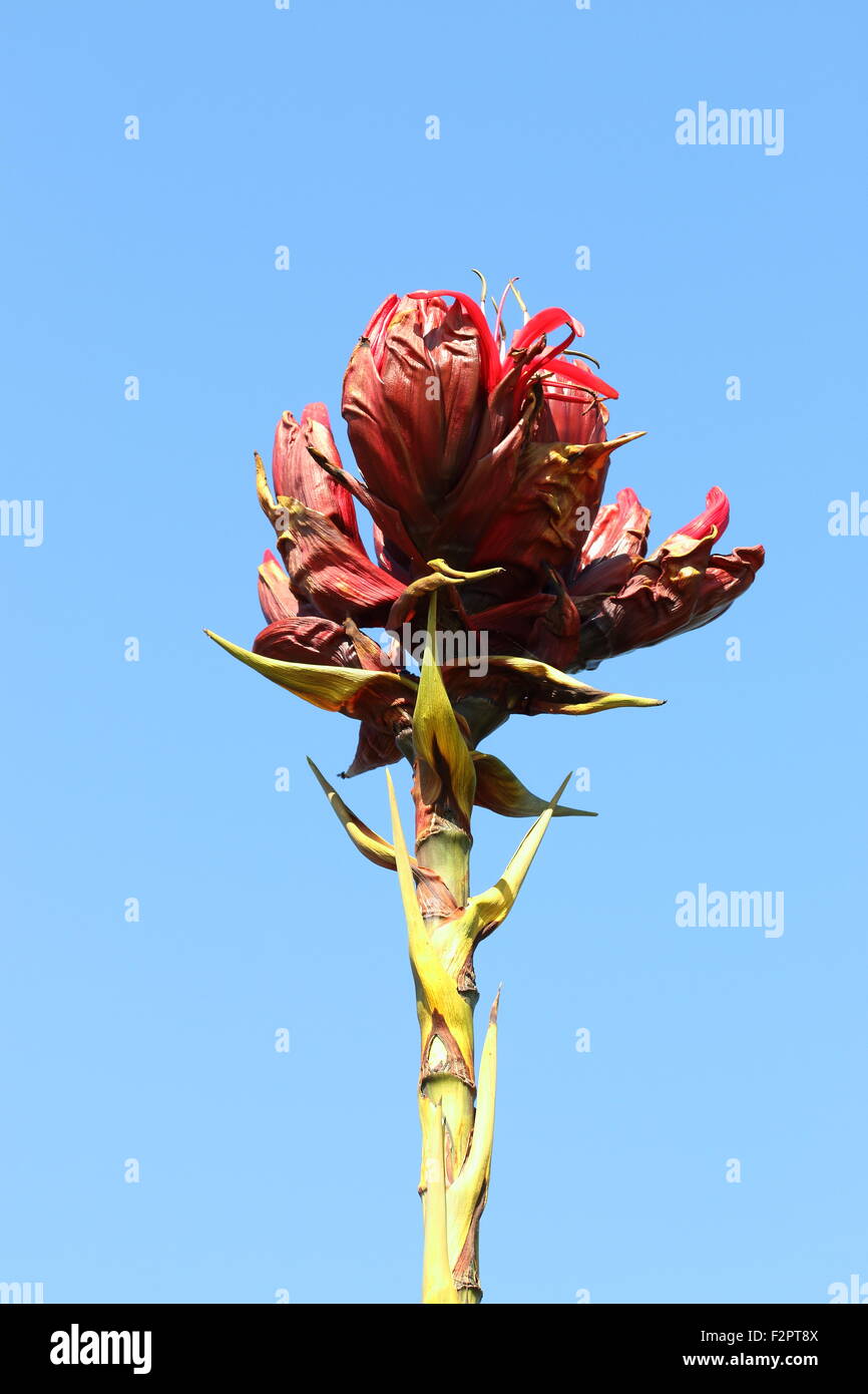 Gymea lily hi-res stock photography and images - Alamy