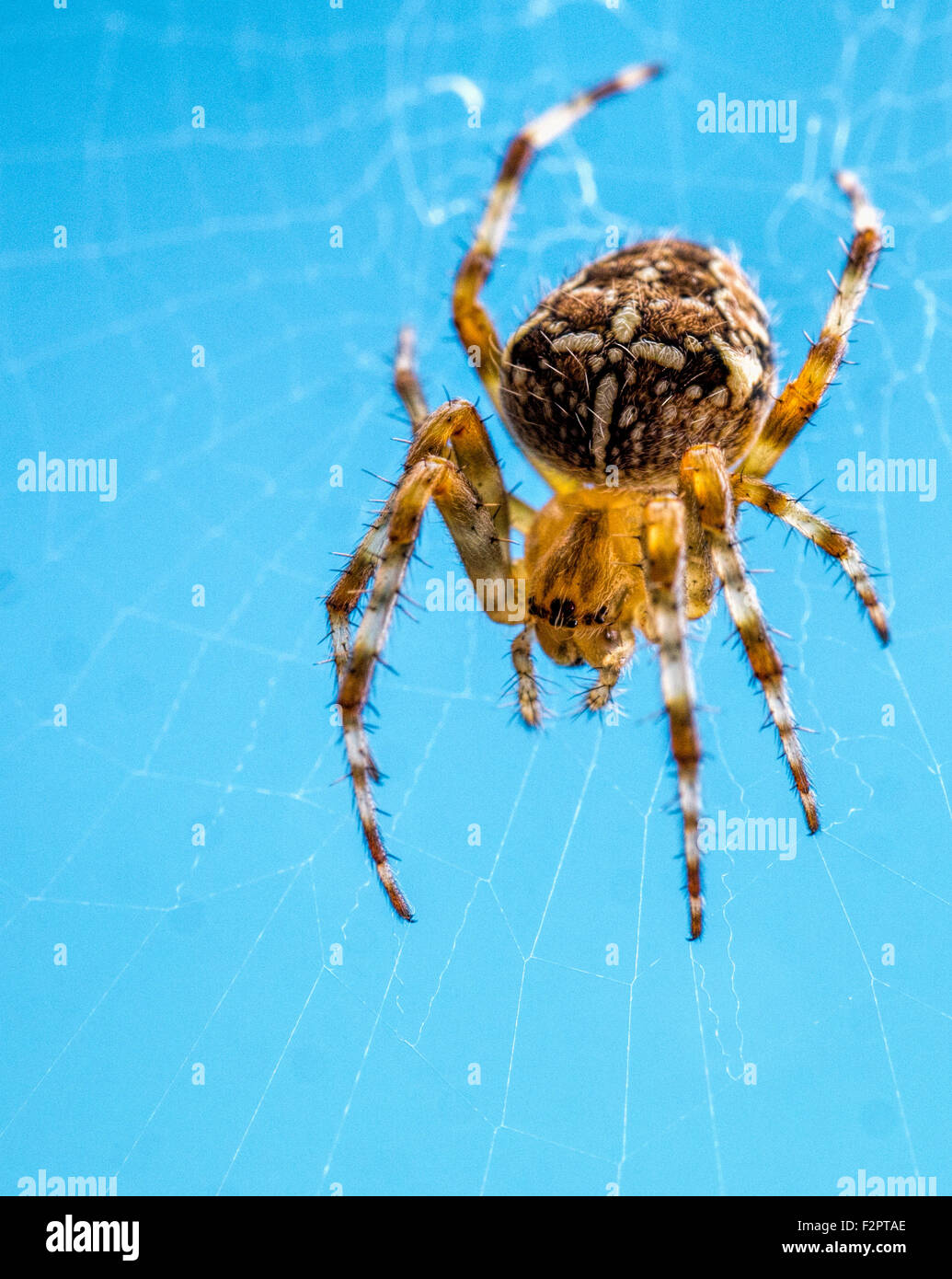 Spider ventral hi-res stock photography and images - Alamy