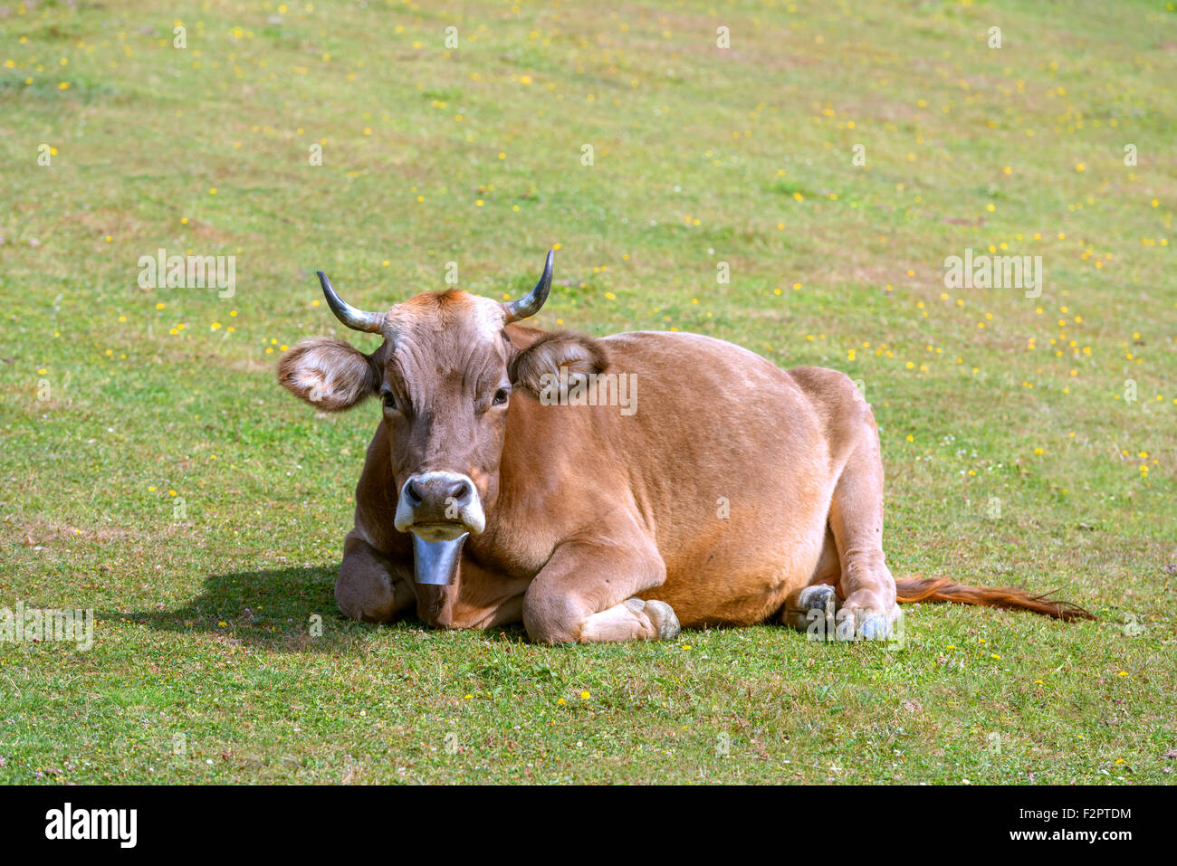 Cow field closeup hi-res stock photography and images - Alamy