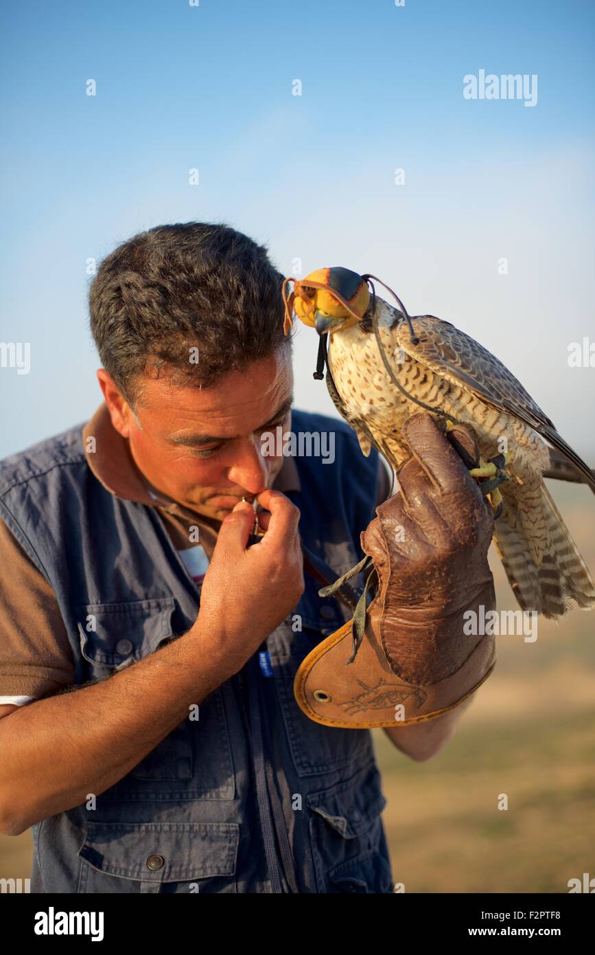 Falconer prepares his bird at the annual Festival de L'epervier or ...