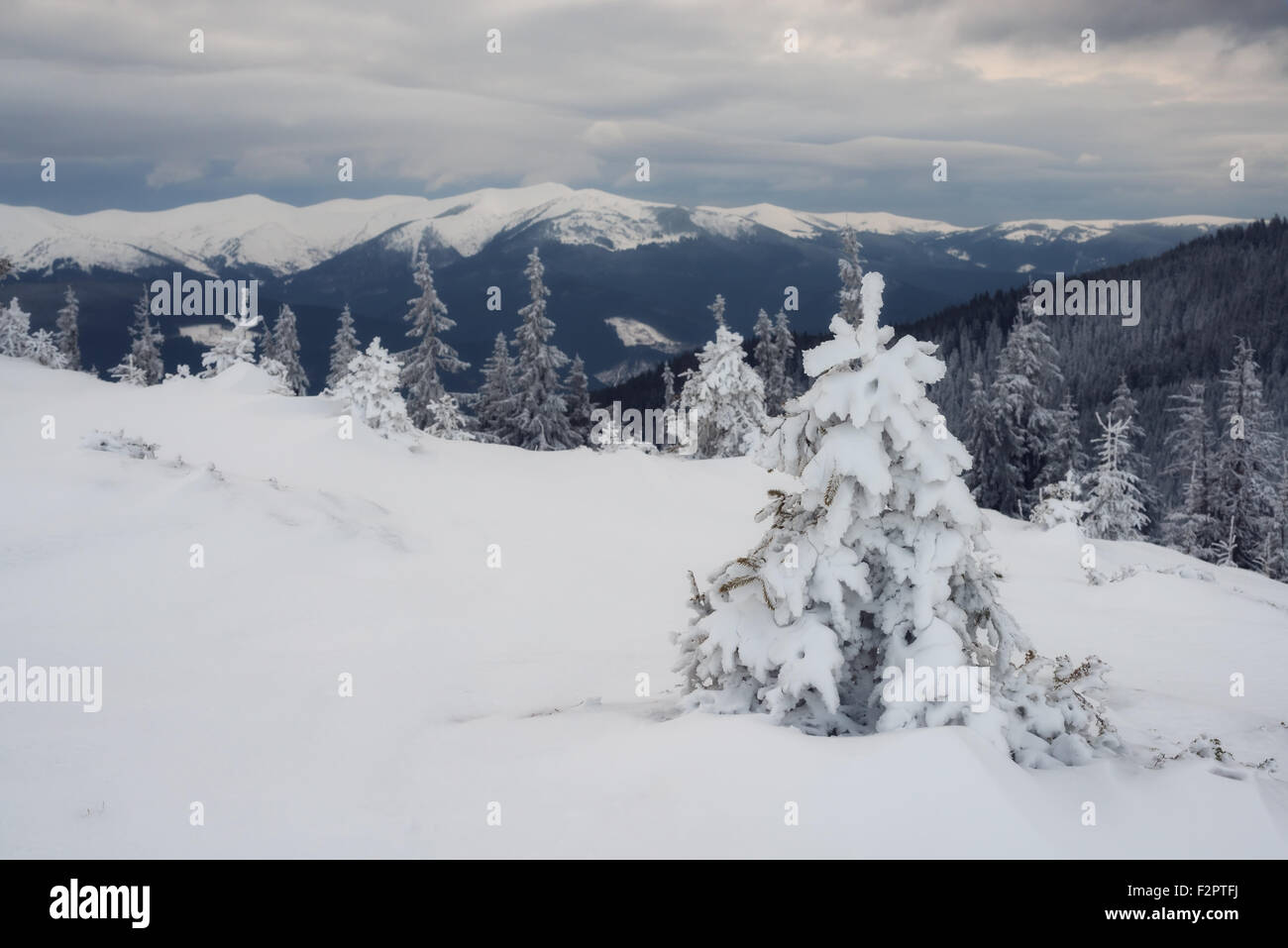 Fantastic winter landscape with snowy trees. Carpathians, Ukraine ...