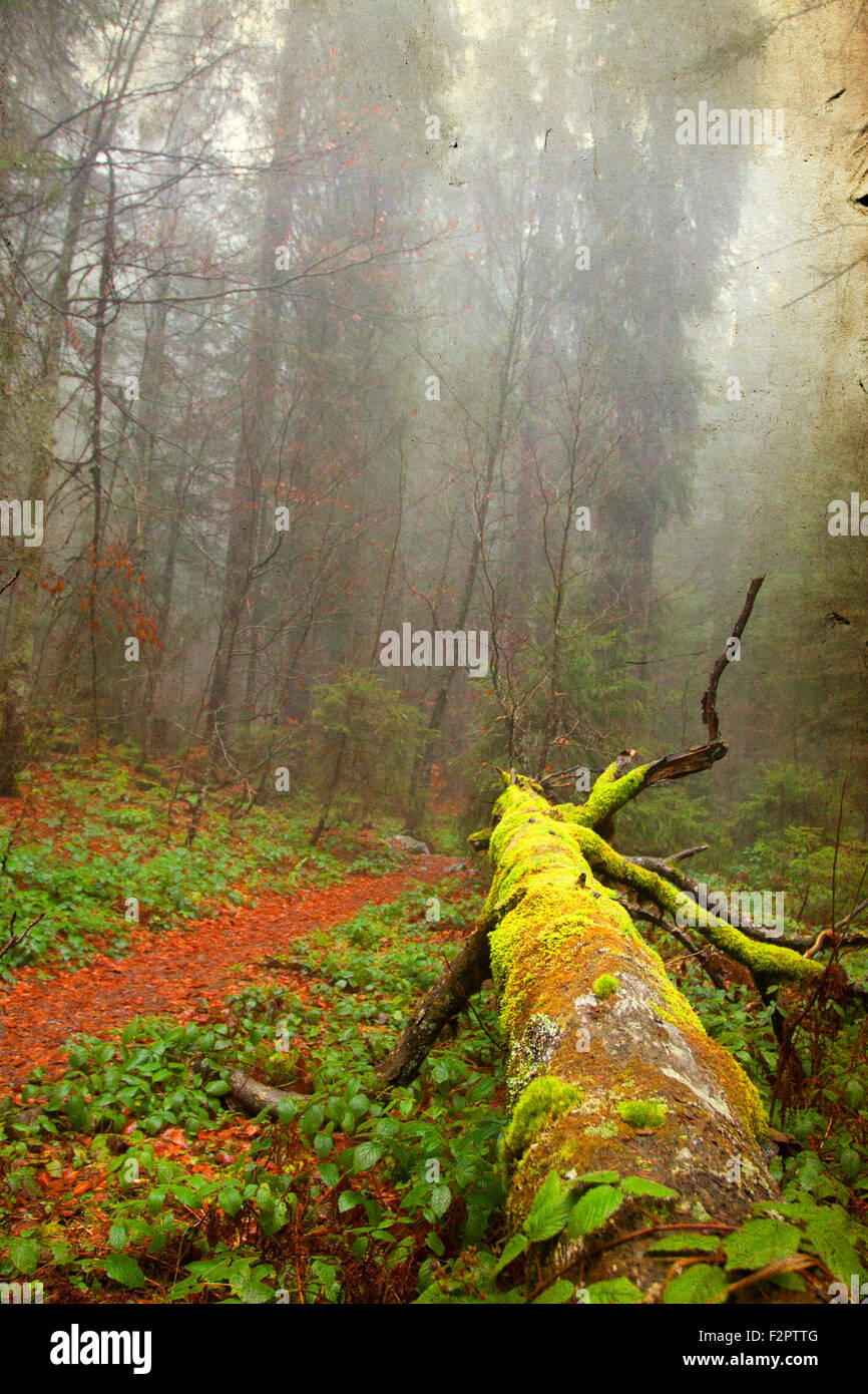 Vintage photo of pathway through the autumn forest Stock Photo - Alamy