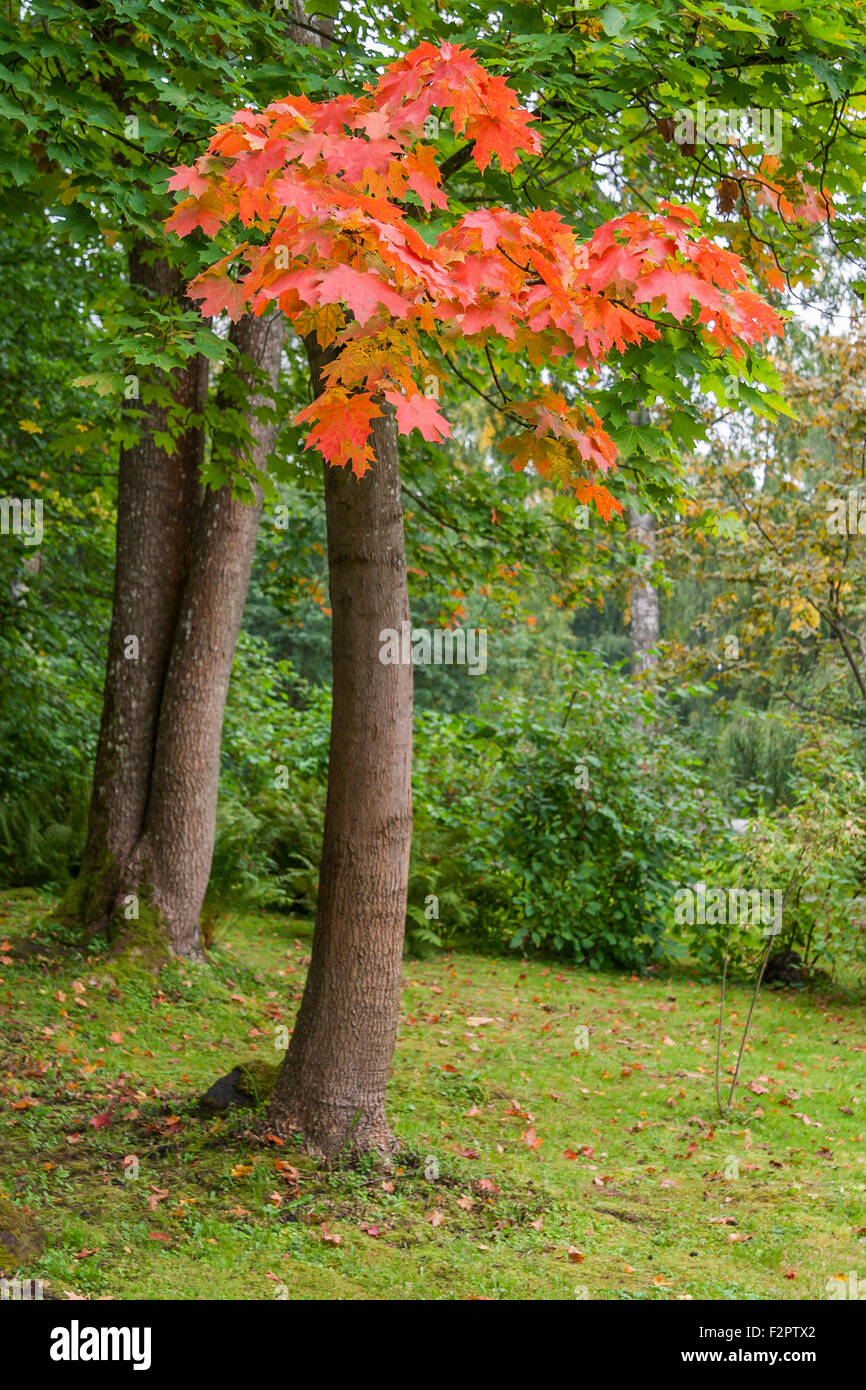 Autumn Maple Tree Stock Photo - Alamy