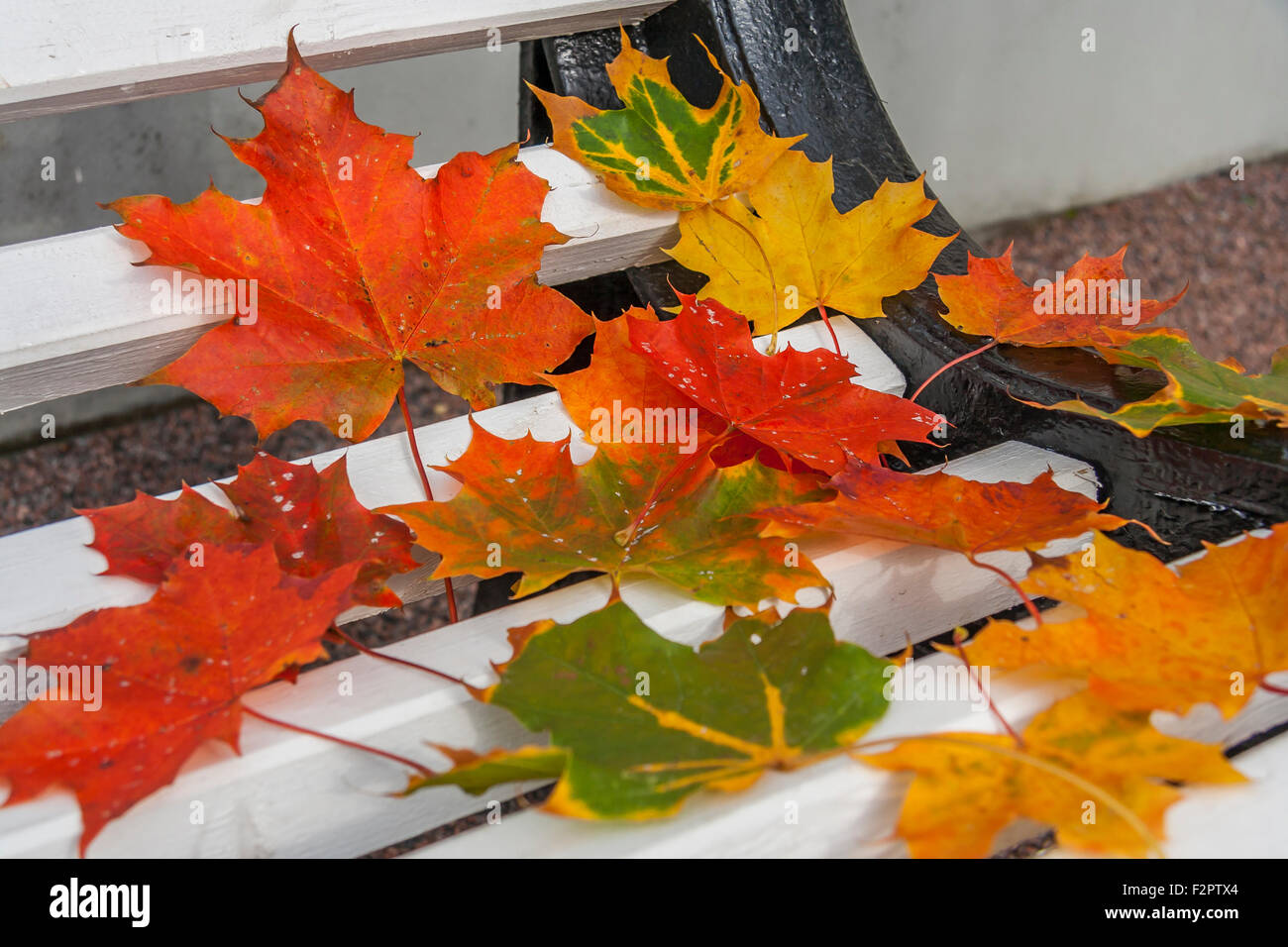 Red fall leaves bench yellow hi-res stock photography and images - Alamy