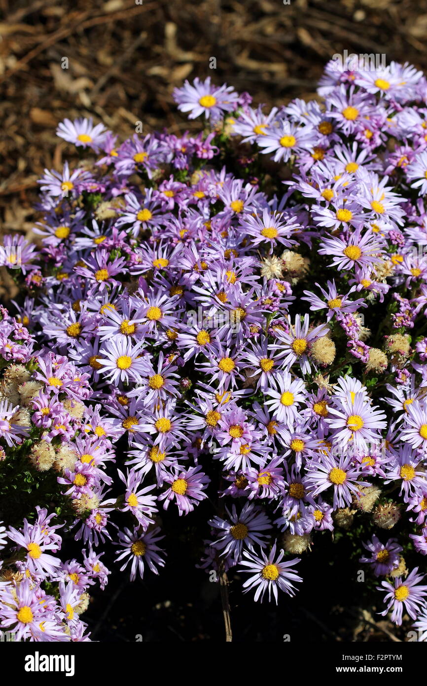 Olearia hi-res stock photography and images - Alamy