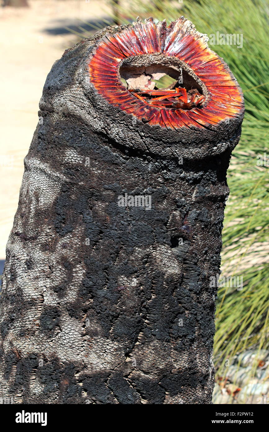 Close up of dead Grass tree trunk, Xanthorrhoea preissi Stock Photo - Alamy