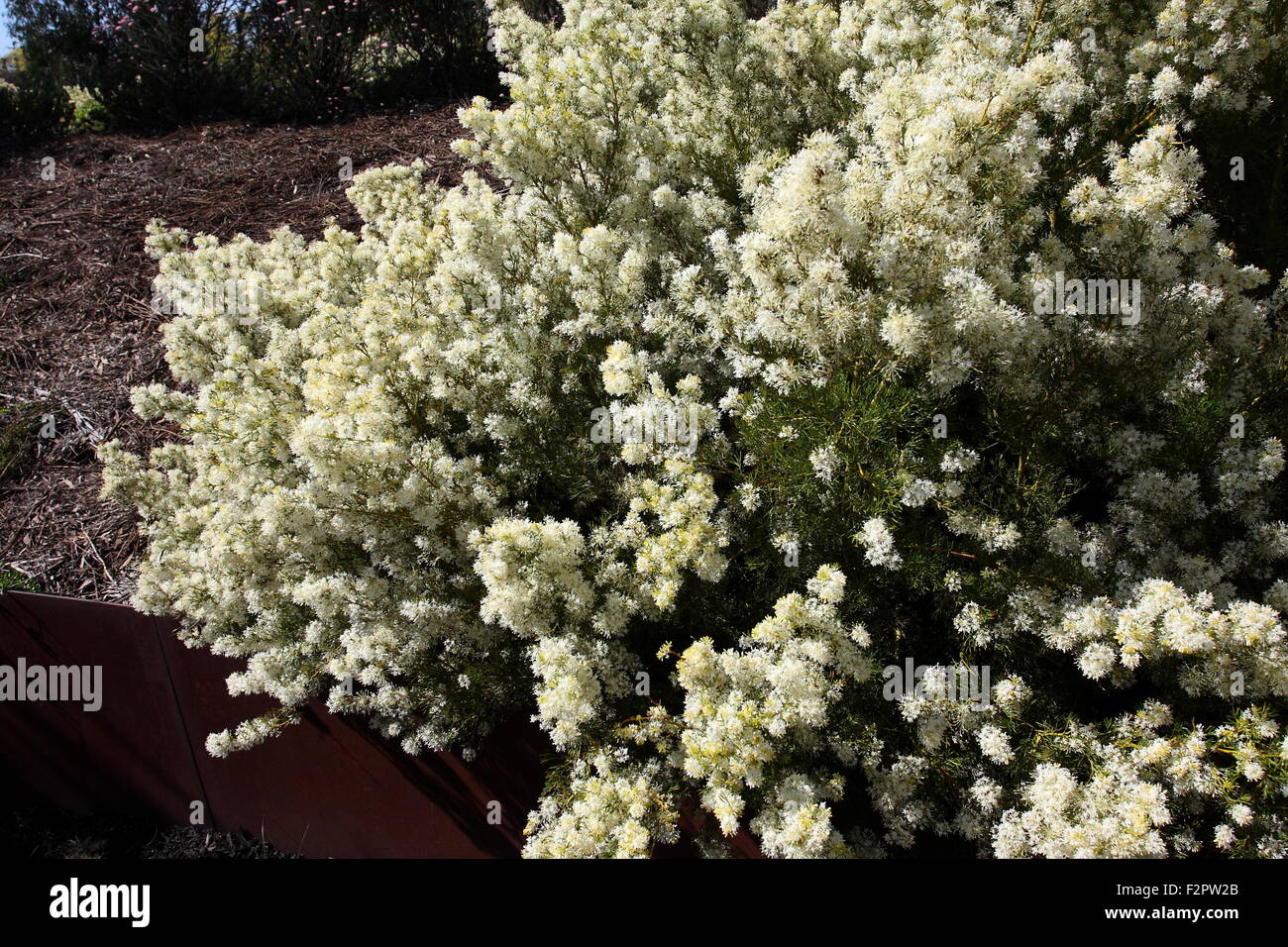 Grevillea curviloba subsp incurva Stock Photo - Alamy