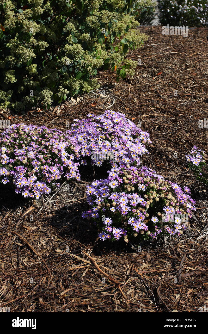 Olearia hi-res stock photography and images - Alamy