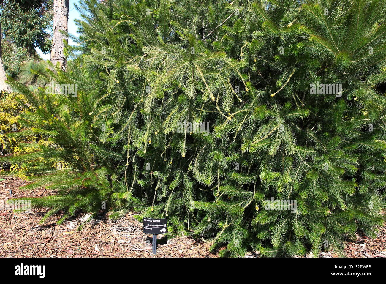 Persoonia pinifolia or also known as Pine leaved Geebung Stock Photo ...
