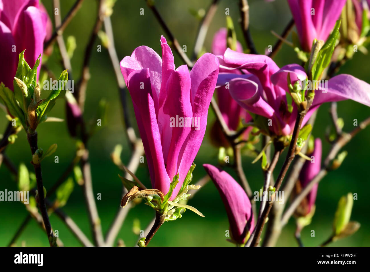 Magnolia liliiflora. Flowers closeup Stock Photo - Alamy