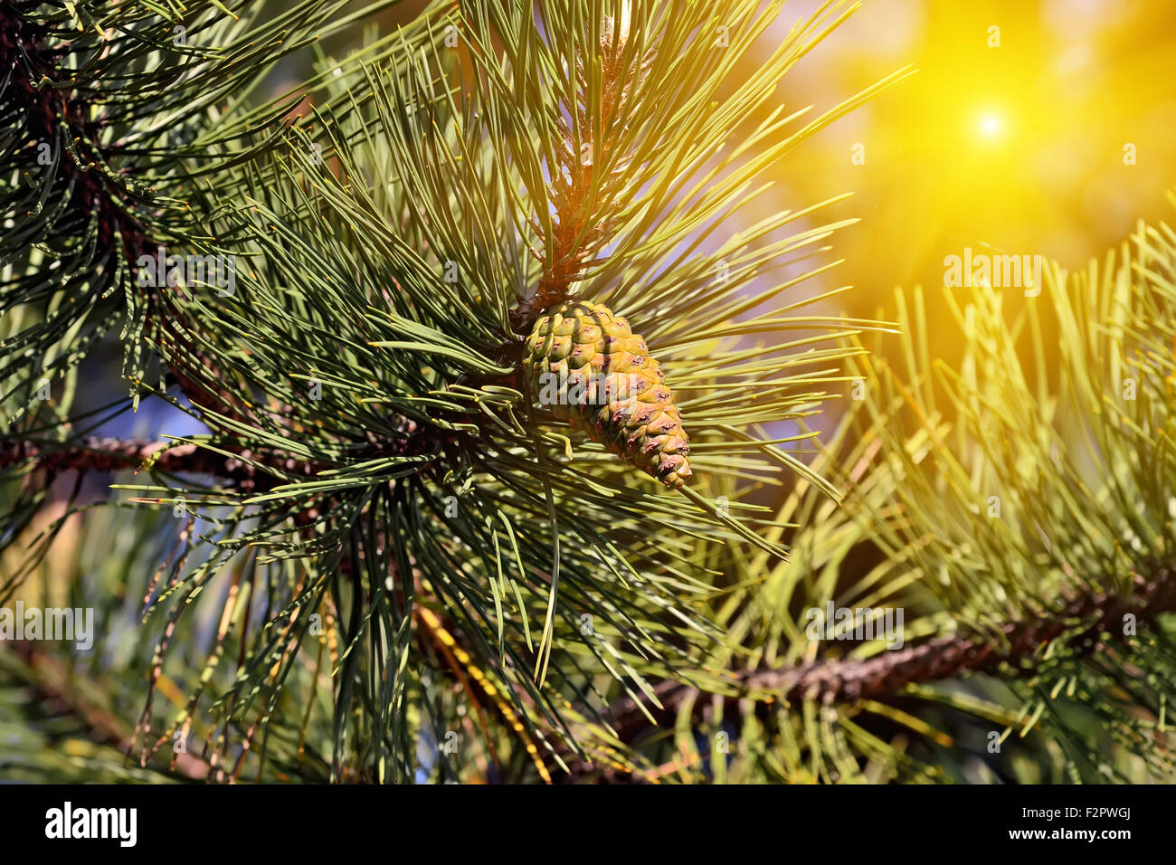 Pinus Strobus Cone High Resolution Stock Photography and Images - Alamy