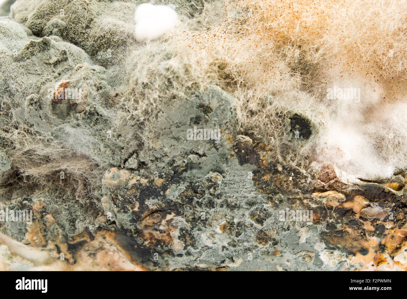 Moldy poisonous hi-res stock photography and images - Alamy