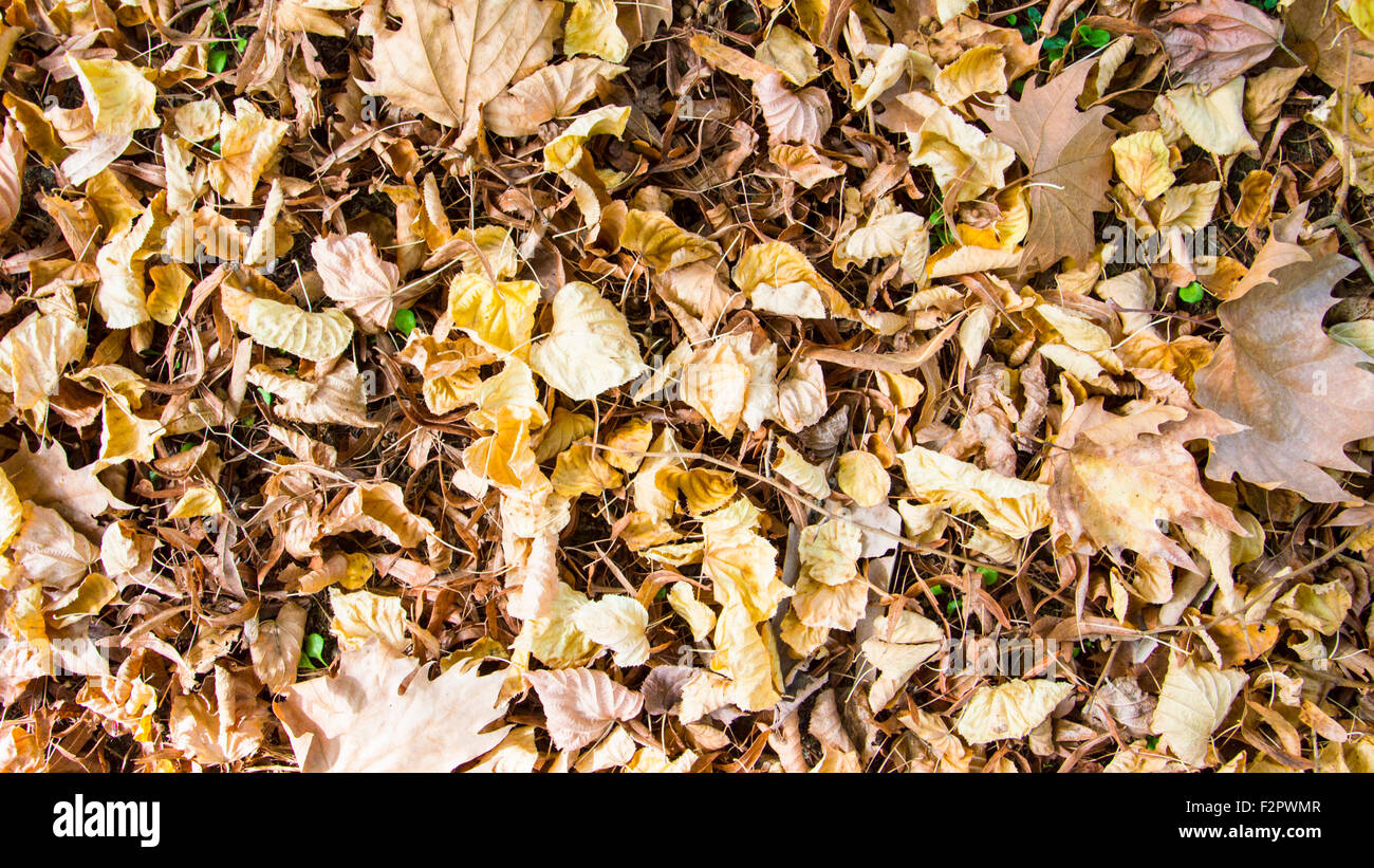 Dry leaves hi-res stock photography and images - Alamy